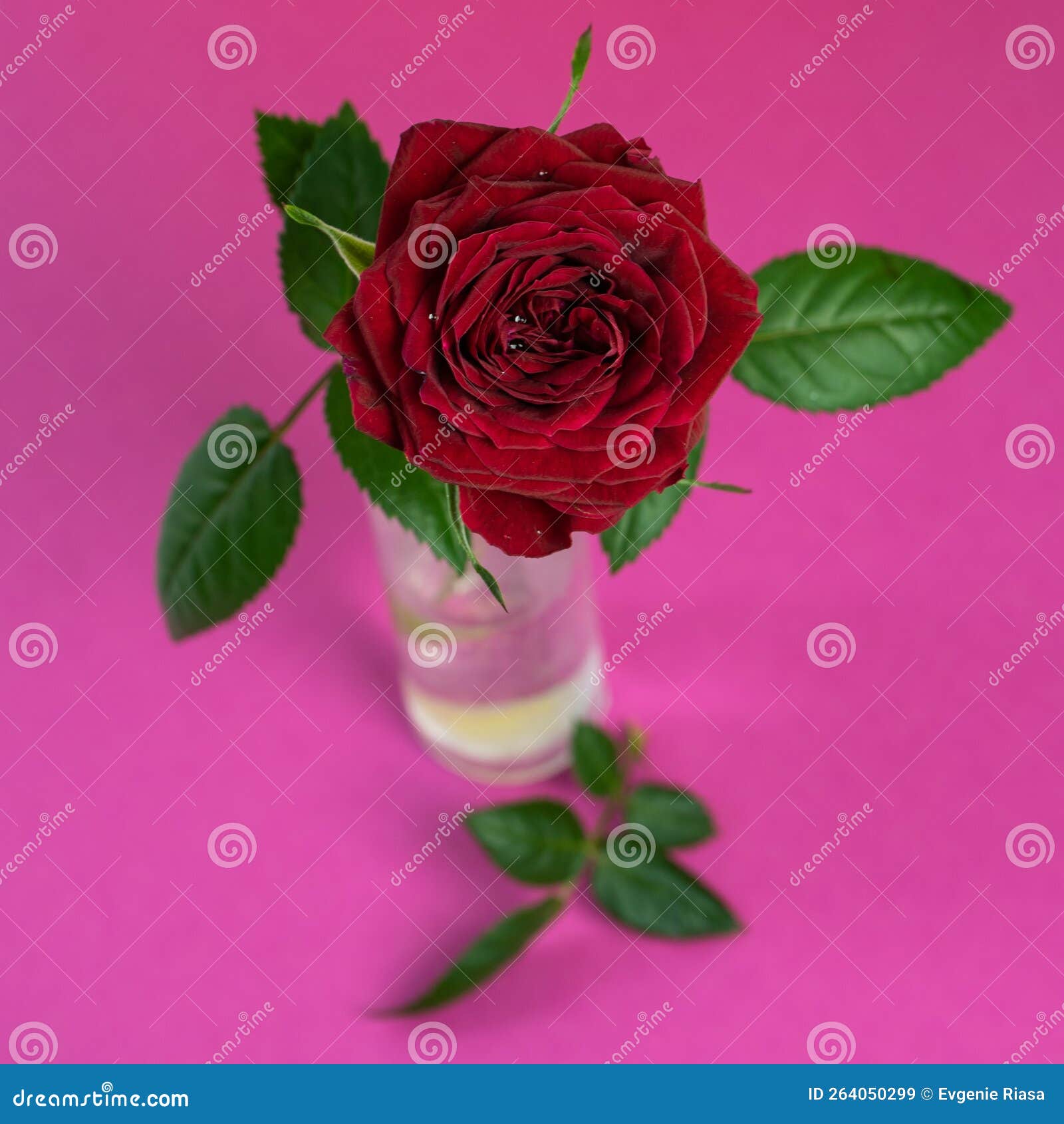 Fragrant Red Rose with Leaves. Stock Image - Image of beauty ...