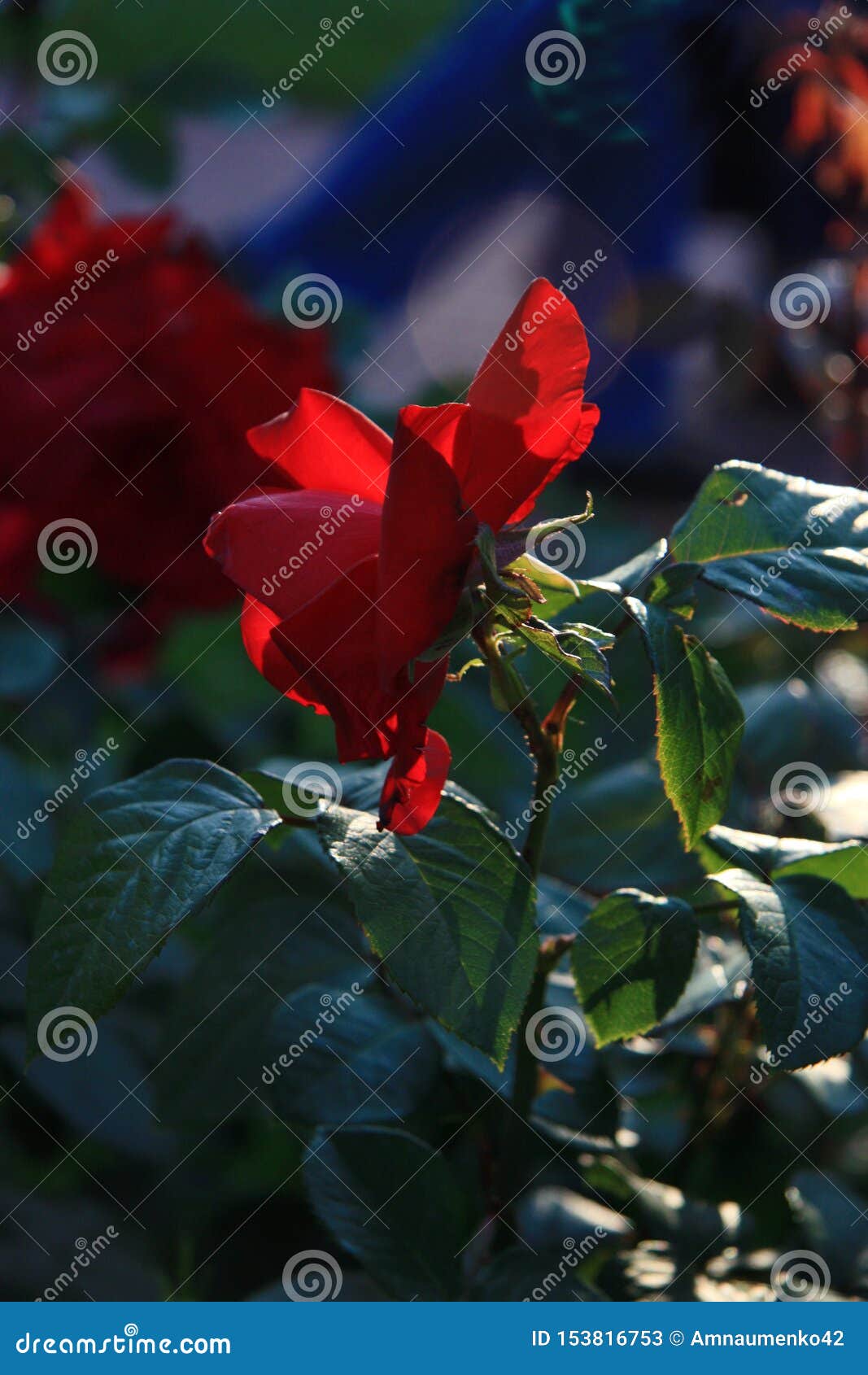 Red Rose in the Rays of the Setting Sun Stock Image - Image of rays ...