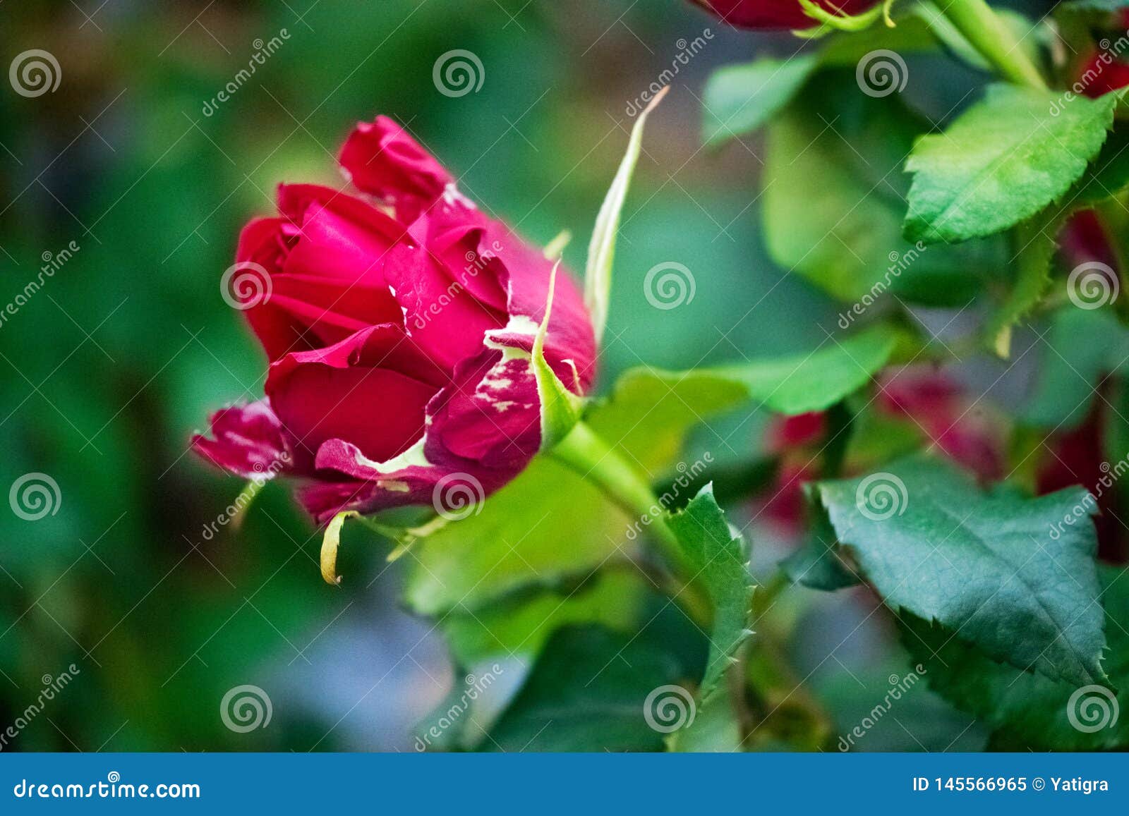 Fragrant Red Roses on Lush Bushes in the Garden Stock Image - Image of ...