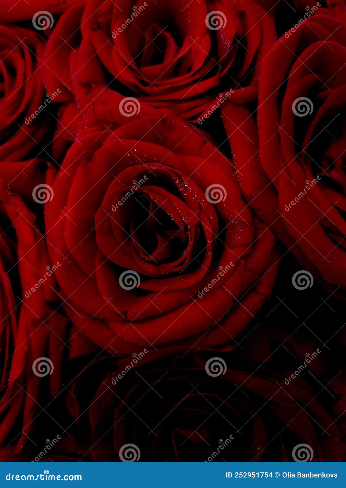 Fragrant Red Roses - a Symbol of Love and Passion Stock Photo - Image ...