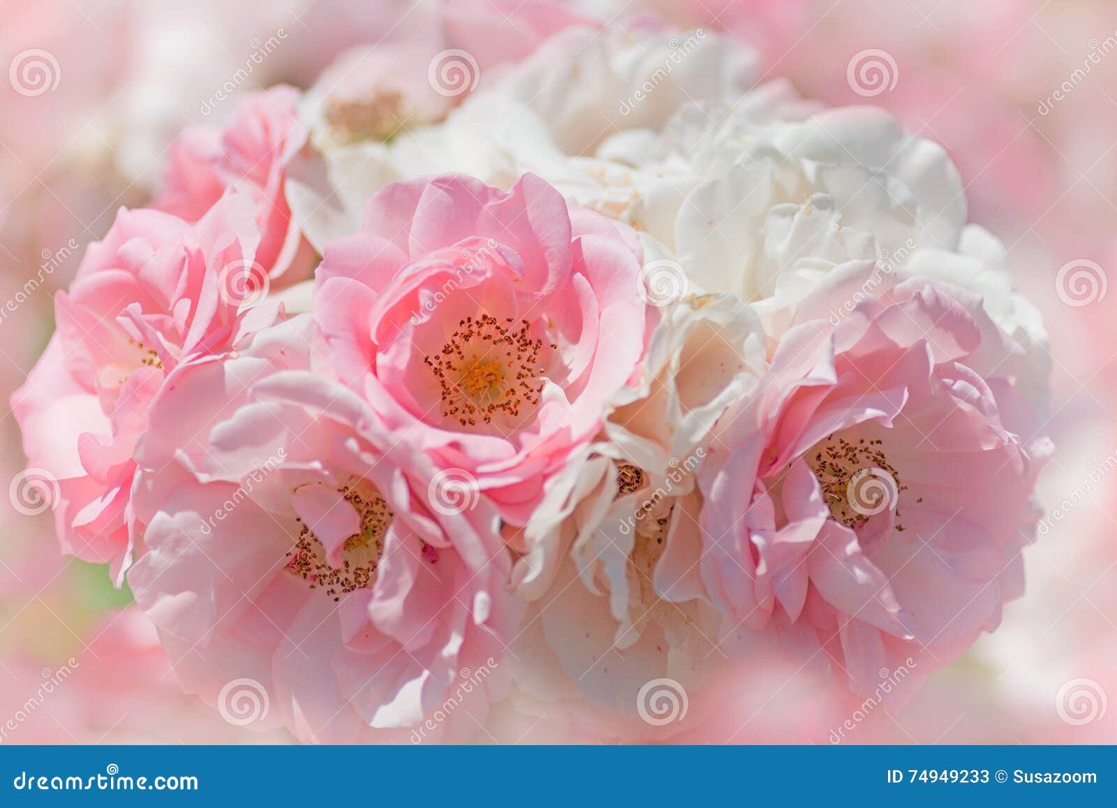 Fragrant Rose Bush Light Pink Stock Image - Image of rose, pink: 74949233