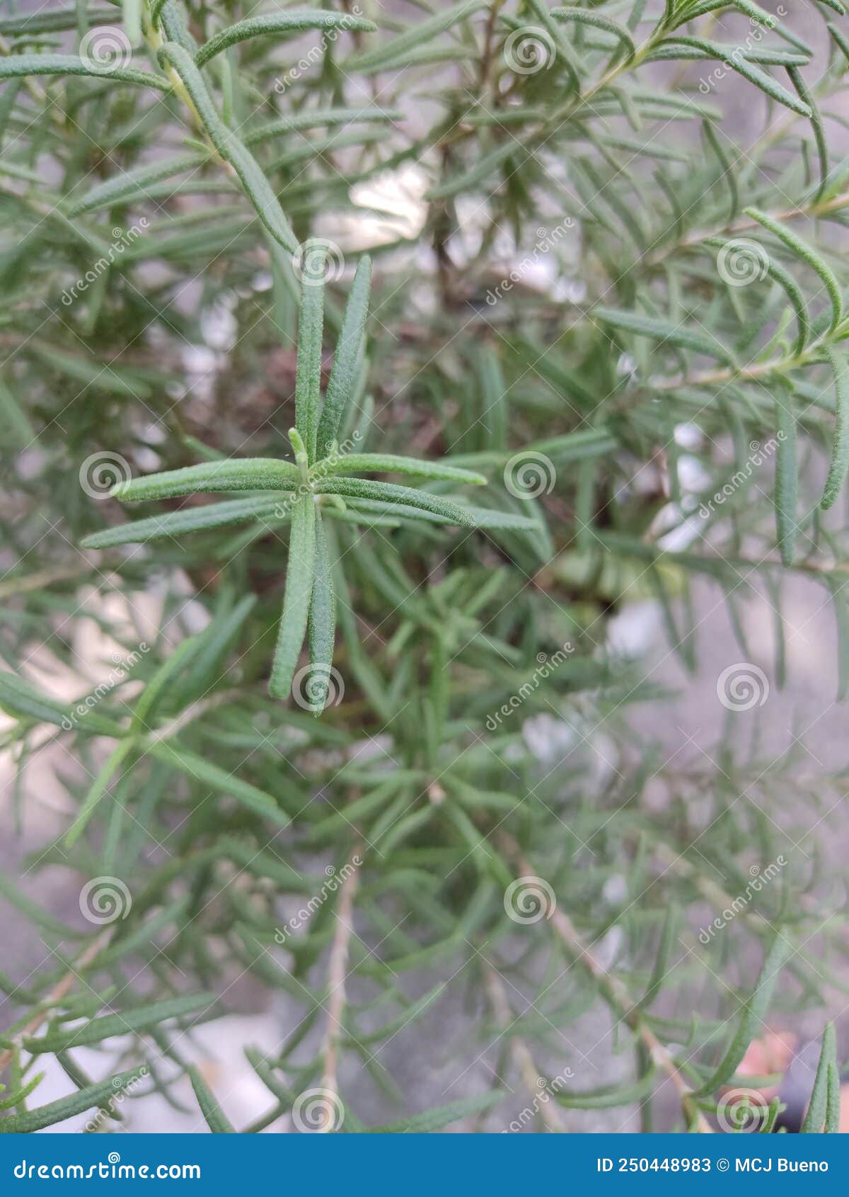 Fragrant Rosemary in the Pot Stock Image - Image of produce, frost ...