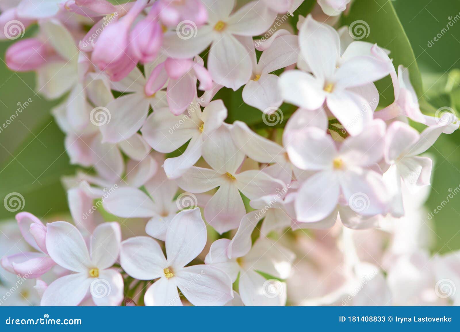 Fragrant Spring Lilac Flowers in the Springtime Garden Stock Image ...