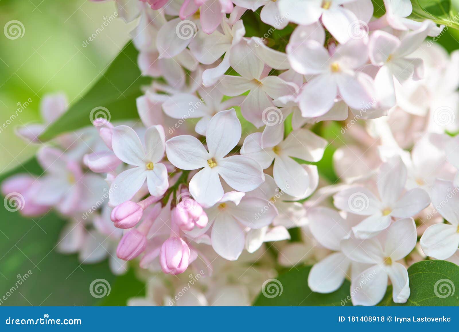 Fragrant Spring Lilac Flowers in the Springtime Garden Stock Photo ...