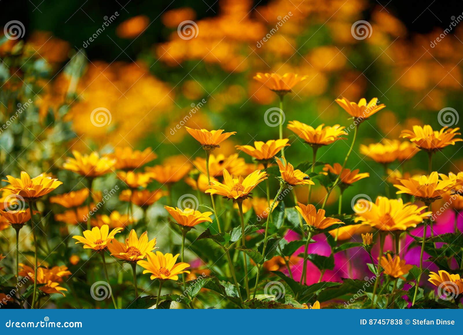 Fragrant sunny flower mix stock photo. Image of meadow - 87457838