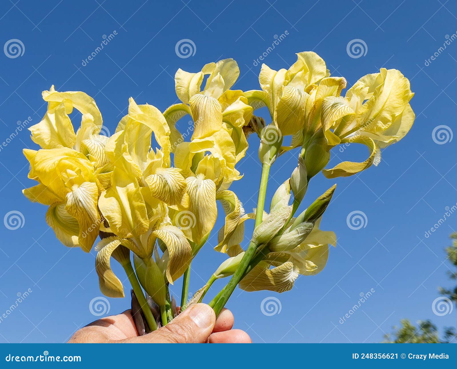 Fragrant Wildflowers that Grow in the Mountains Stock Image - Image of ...