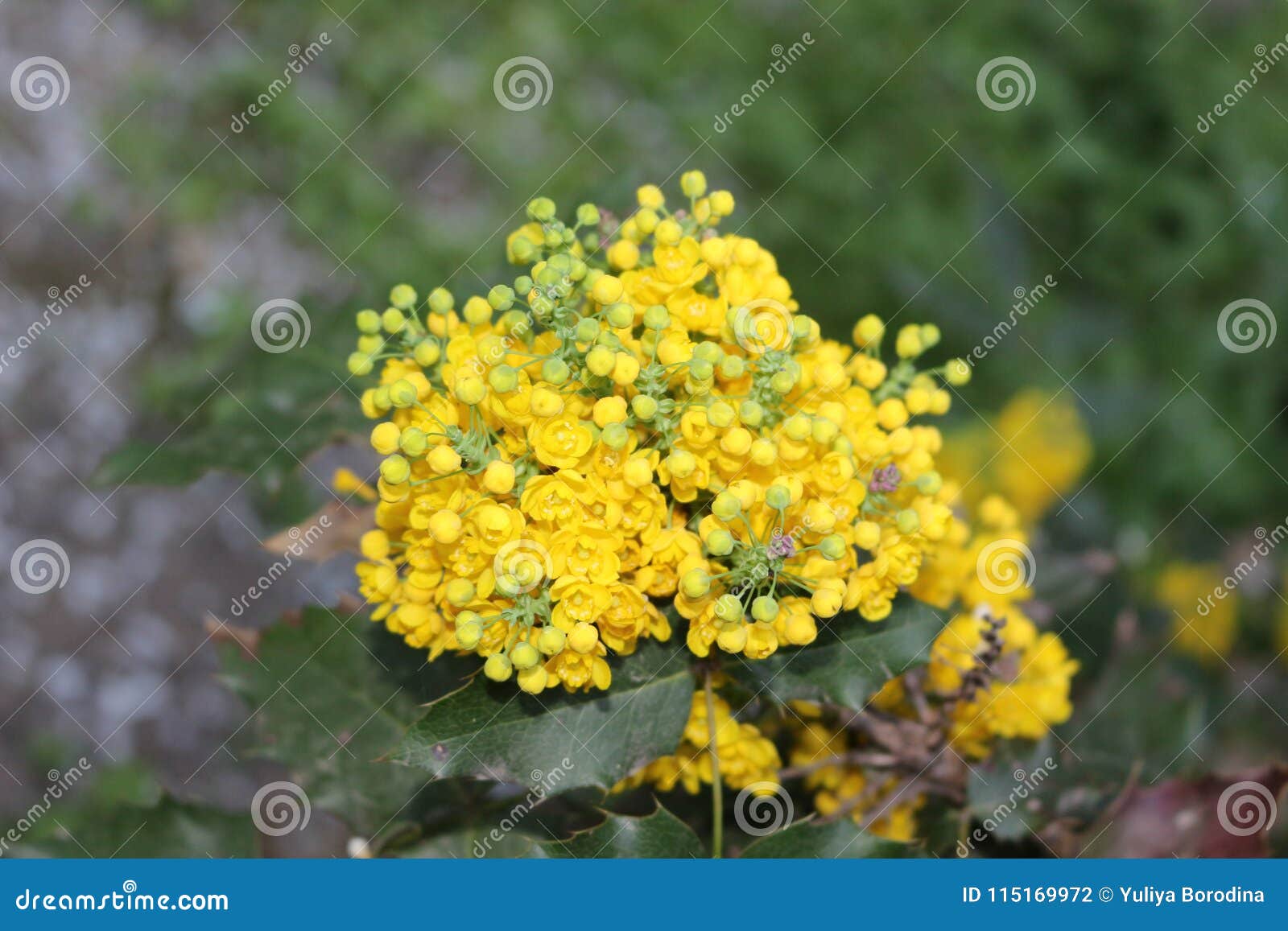 Fragrant Yellow Flowers Blossomed on the Bushes Stock Photo - Image of ...