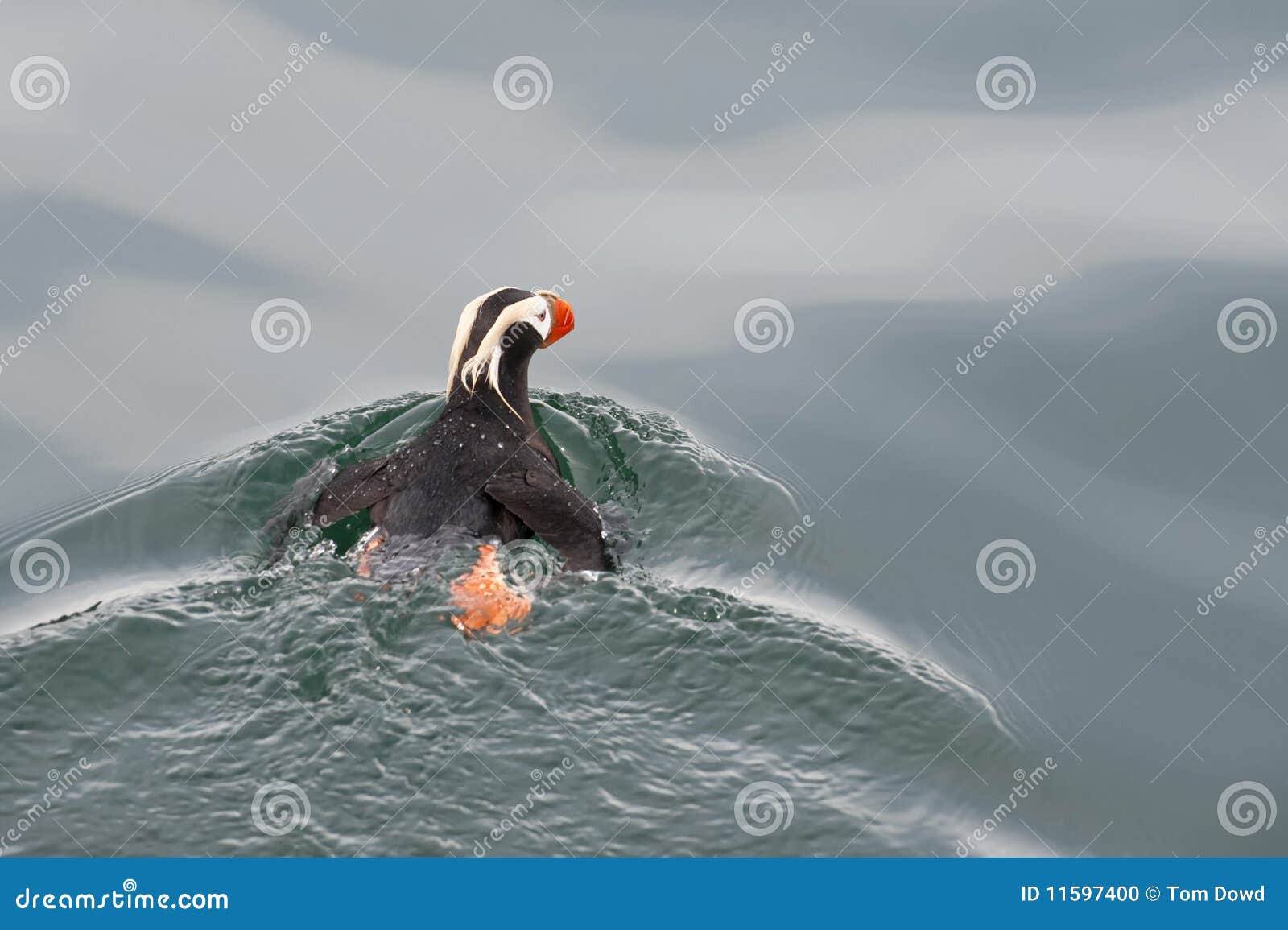 Frailecillo copetudo foto de archivo. Imagen de animal - 11597400