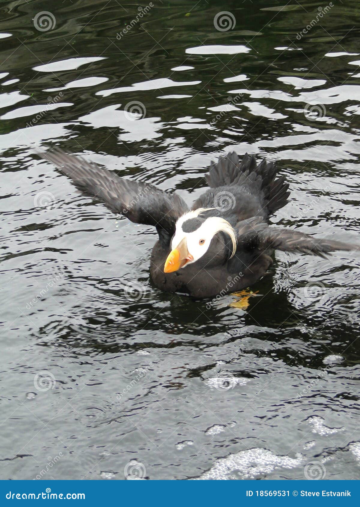 Frailecillo copetudo imagen de archivo. Imagen de animal - 18569531