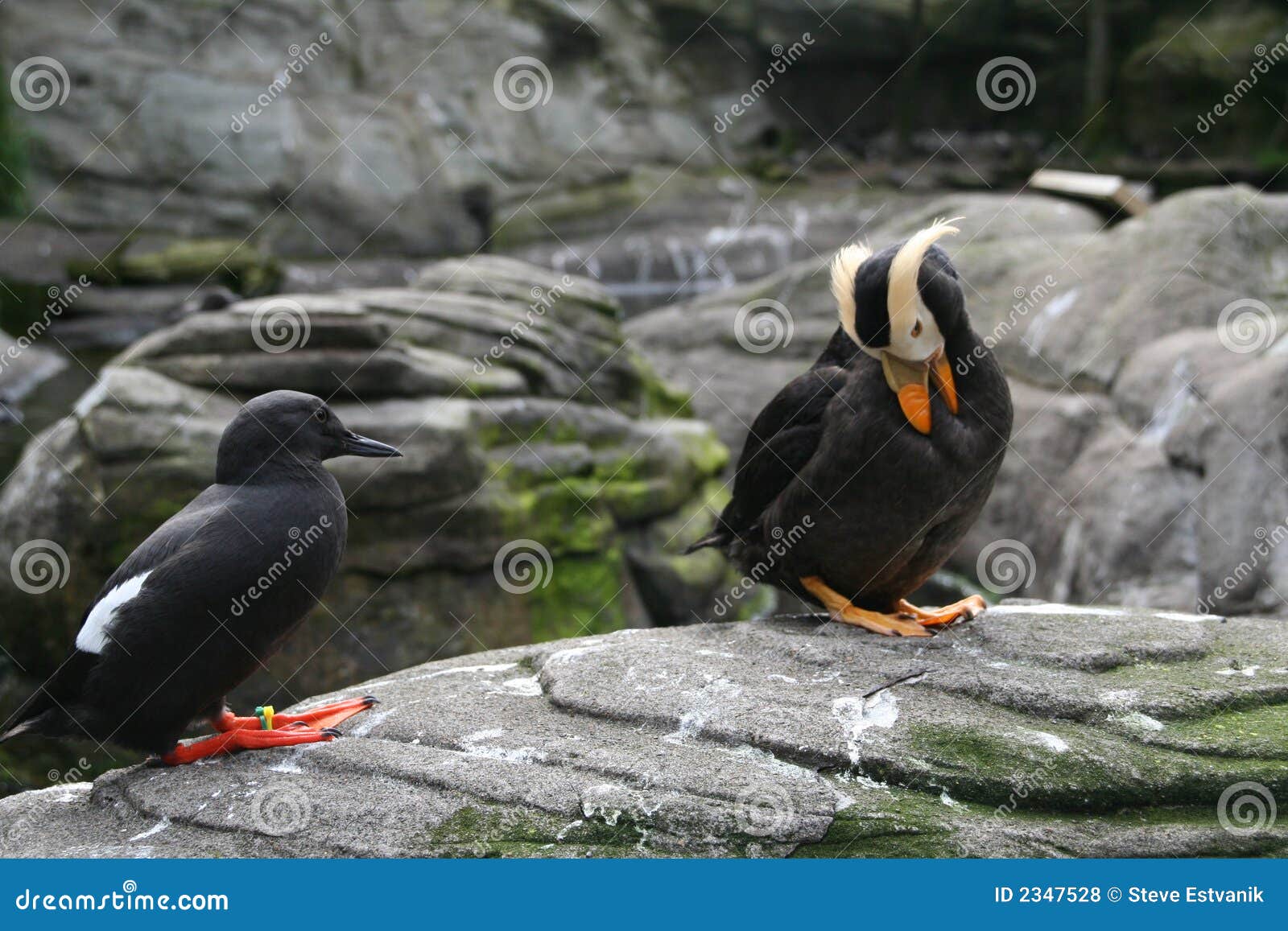 Frailecillo copetudo, foto de archivo. Imagen de pico - 2347528