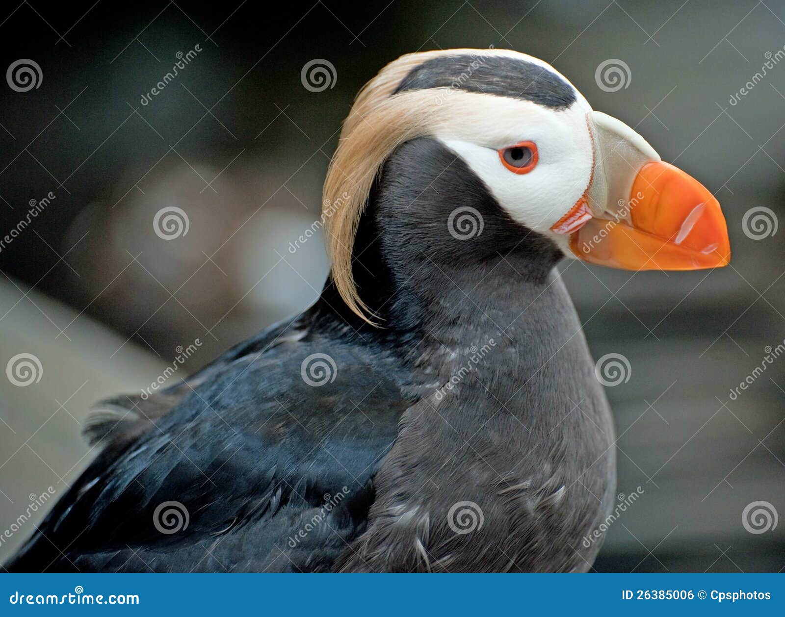 Frailecillo copetudo foto de archivo. Imagen de copetudo - 26385006