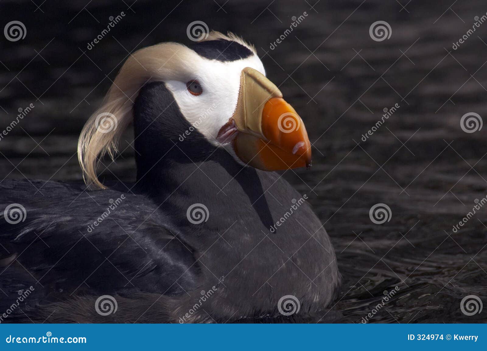 Frailecillo copetudo foto de archivo. Imagen de cuenta - 324974