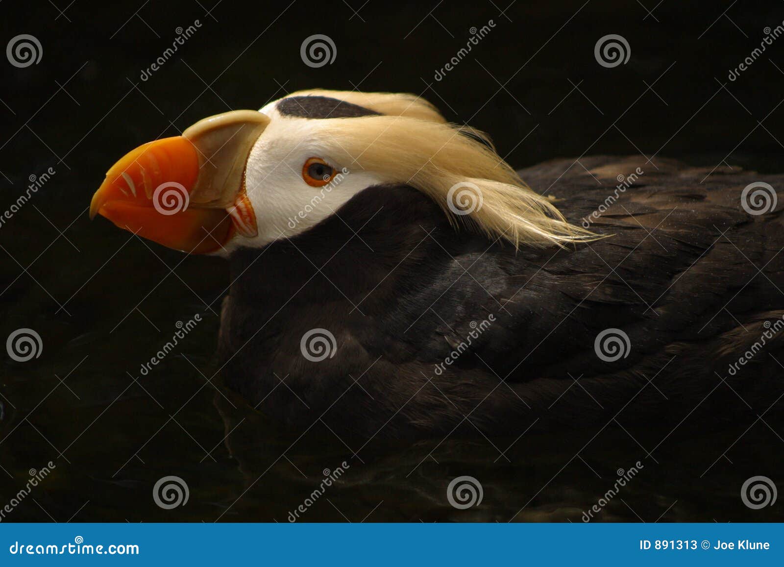 Frailecillo copetudo imagen de archivo. Imagen de plomo - 891313