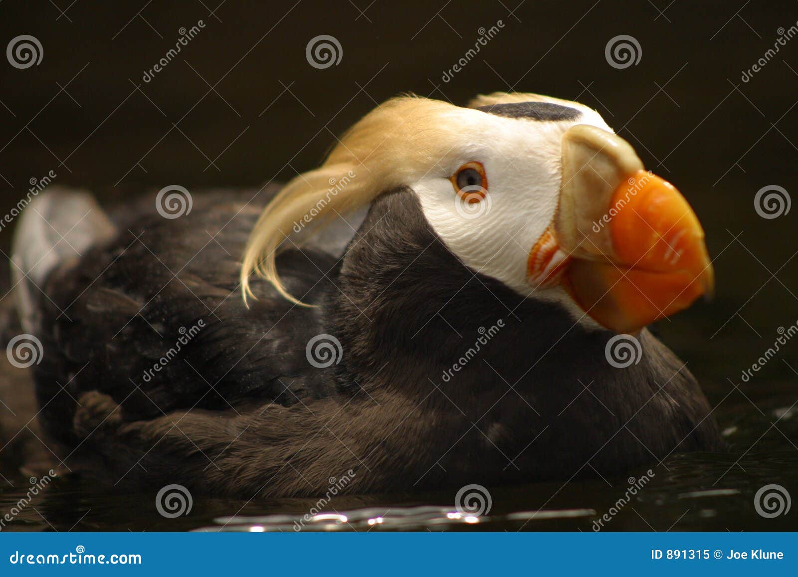 Frailecillo copetudo imagen de archivo. Imagen de marina - 891315