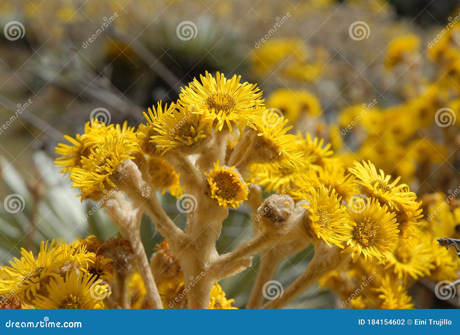 Frailejon Flower in Merida, Venezuela on October Stock Photo - Image of ...