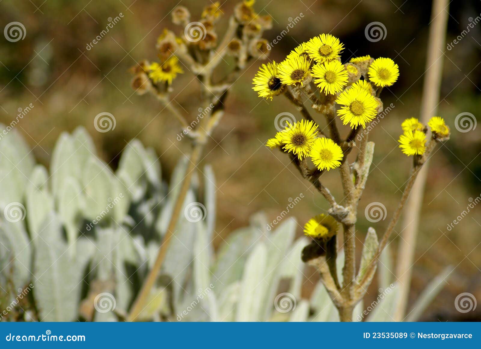 Frailejon flowers stock image. Image of merida, nature - 23535089