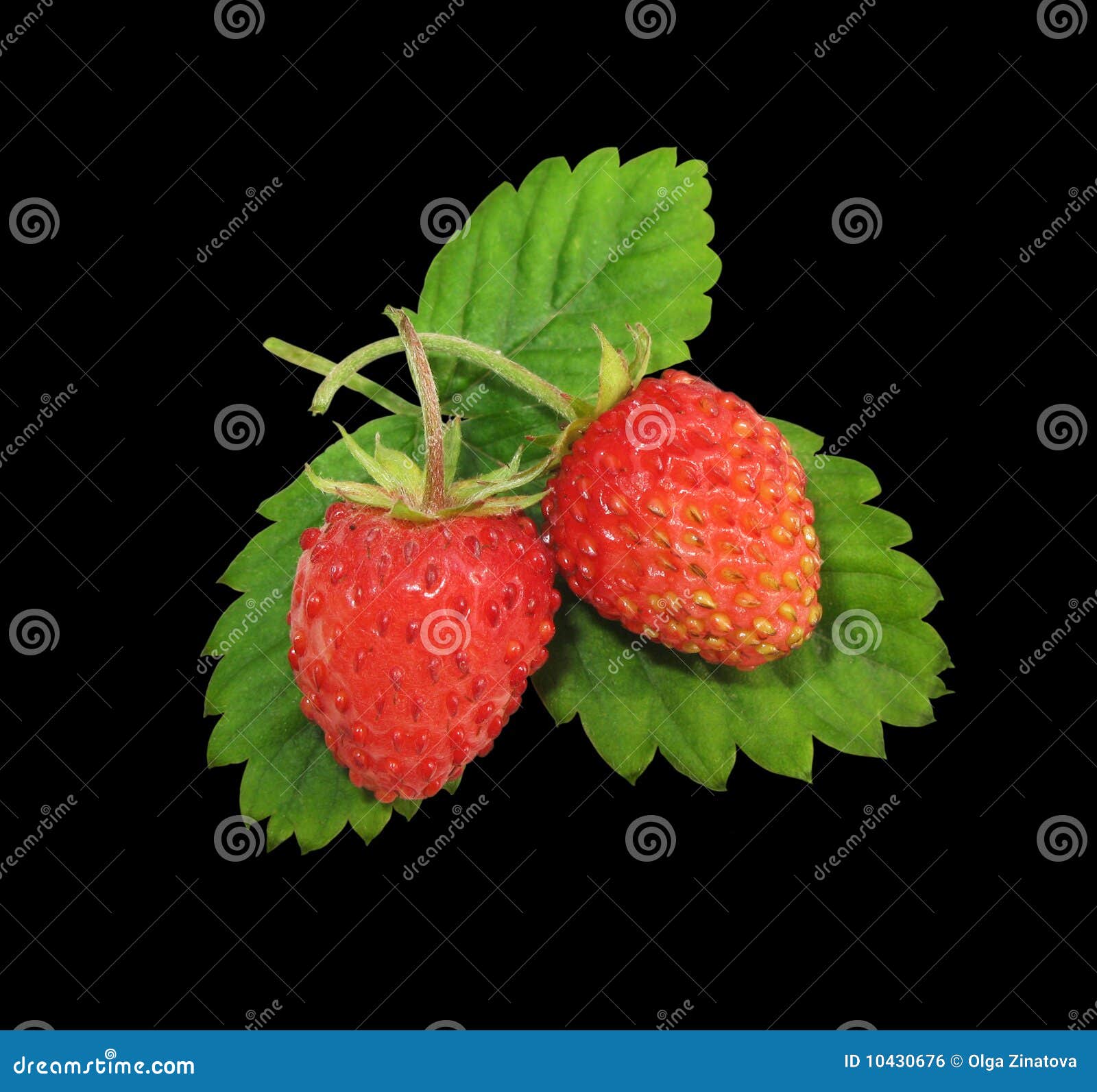 Fraise 2 sauvage photo stock. Image du noir, rouge, configuration ...