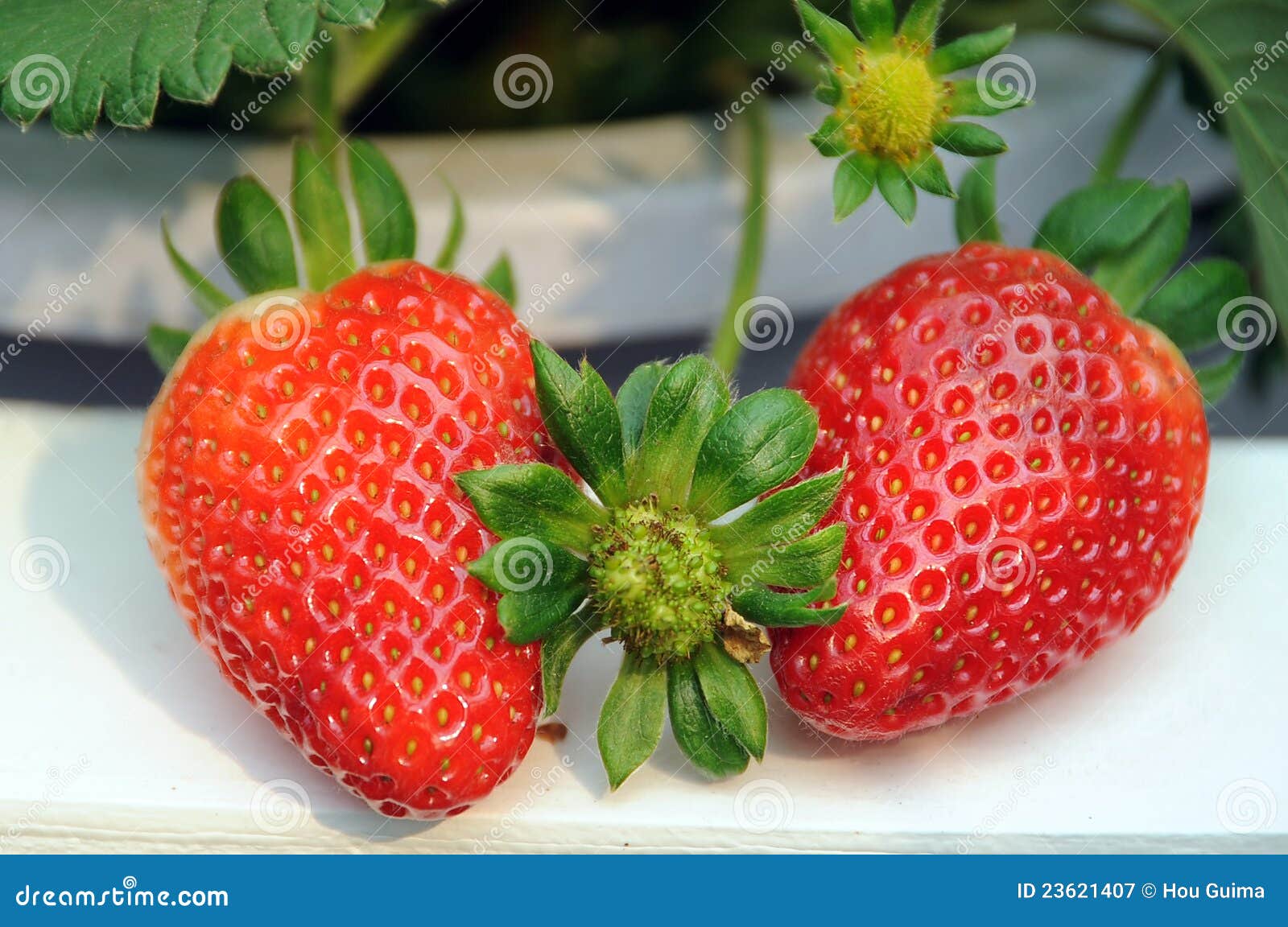 Fraise image stock. Image of vert, juteux, ingrédient - 23621407