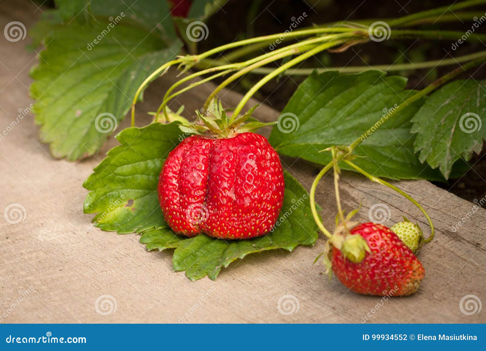 Fraise Rouge Avec Des Feuilles De Vert Dans Le Jardin Photo stock ...