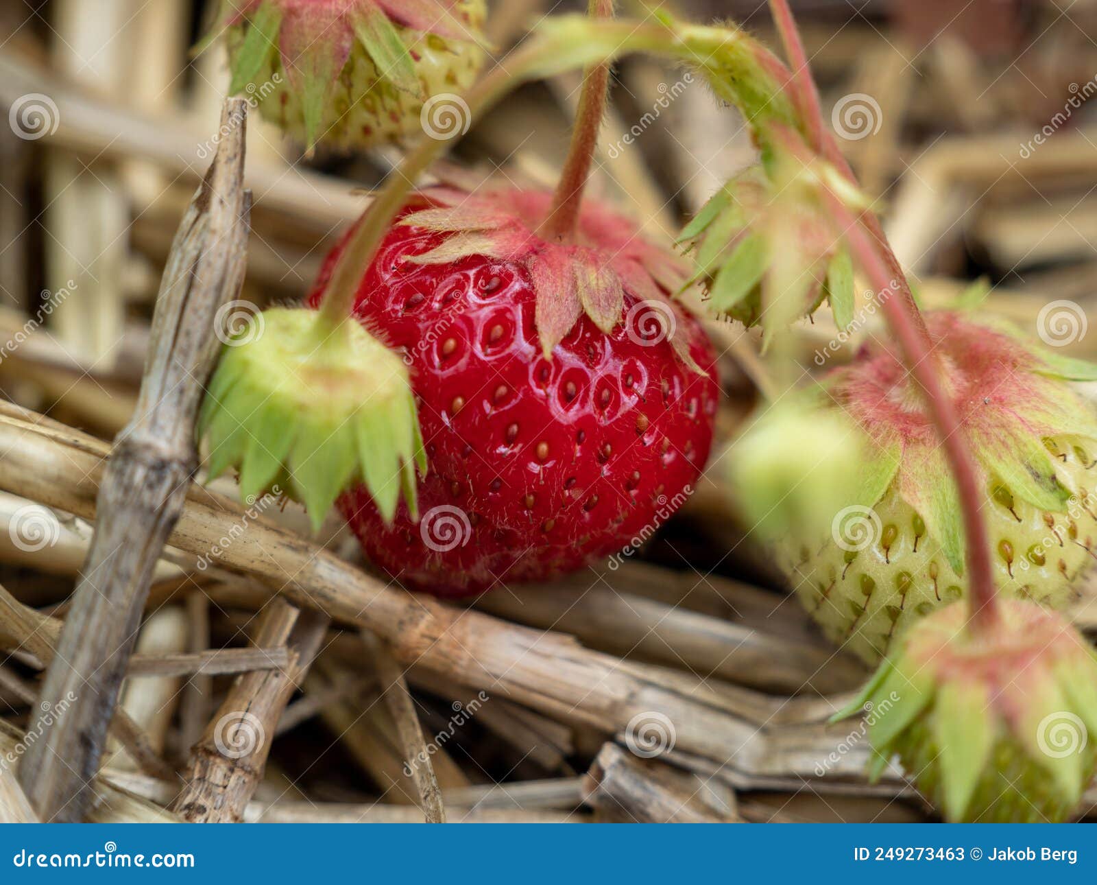 Fraise sauvage. image stock. Image du juteux, beau, forêt - 249273463