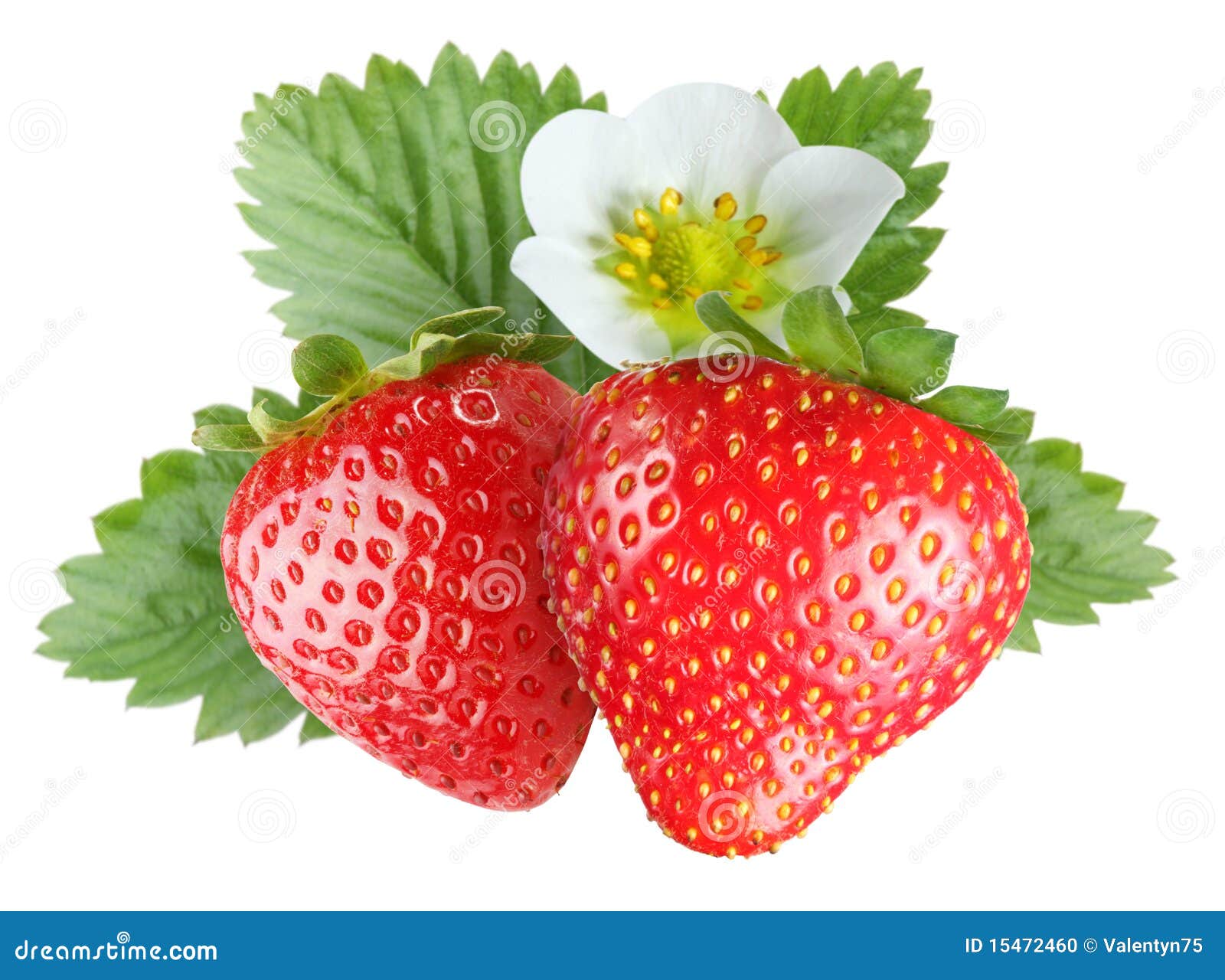 Fraises avec la fleur. photo stock. Image du rouge, plusieurs - 15472460