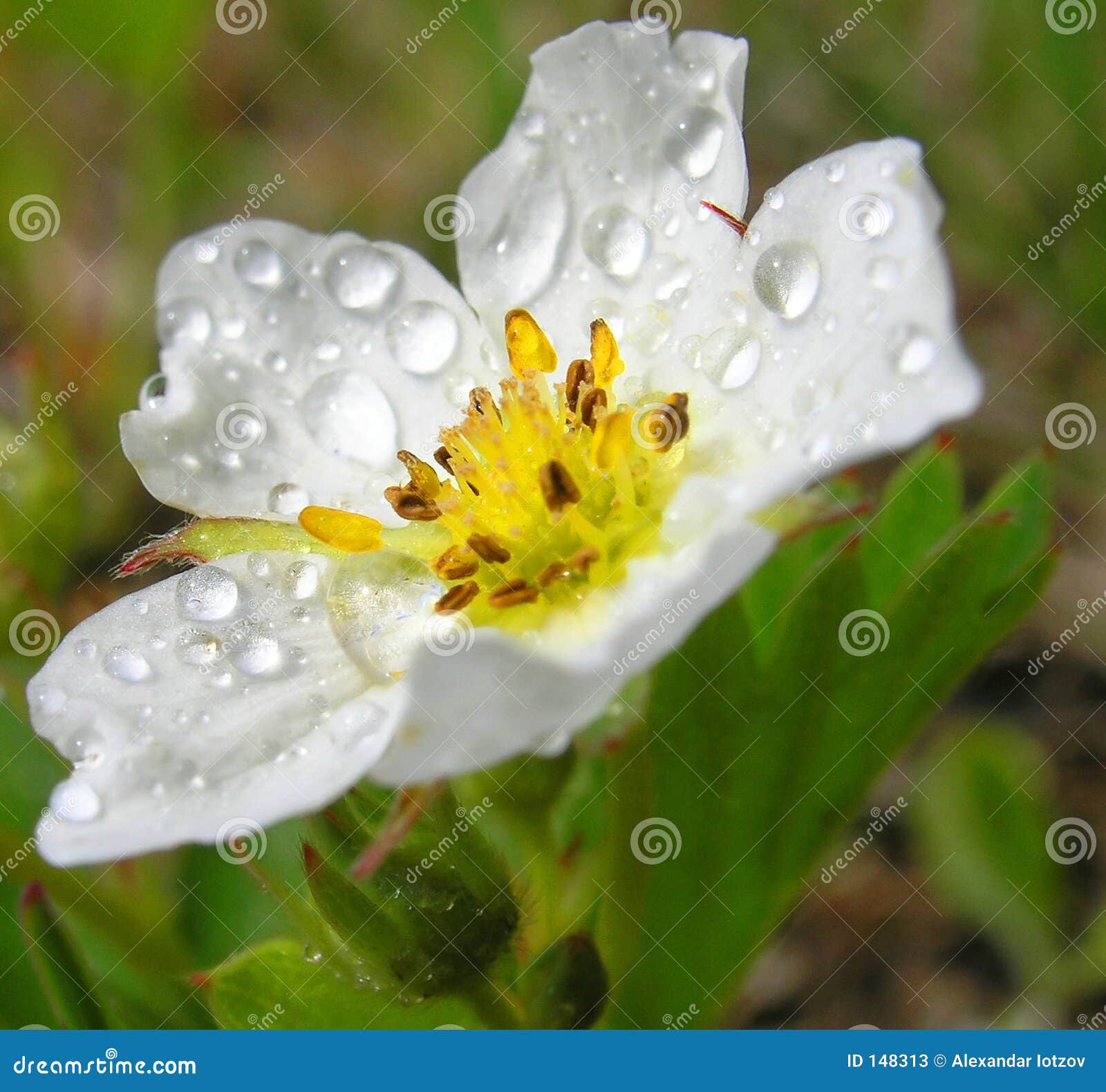 Fraisier commun image stock. Image du floral, biologique - 148313