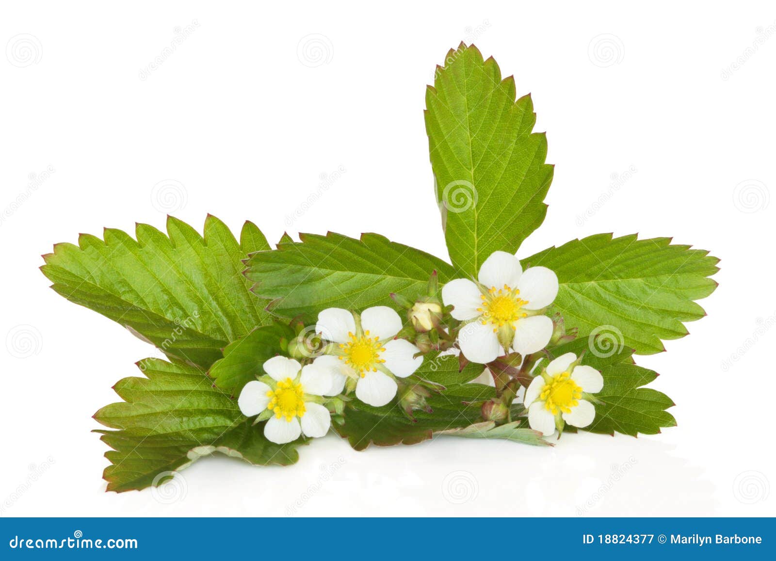 Fraisier en fleur image stock. Image du fraise, ressort - 18824377