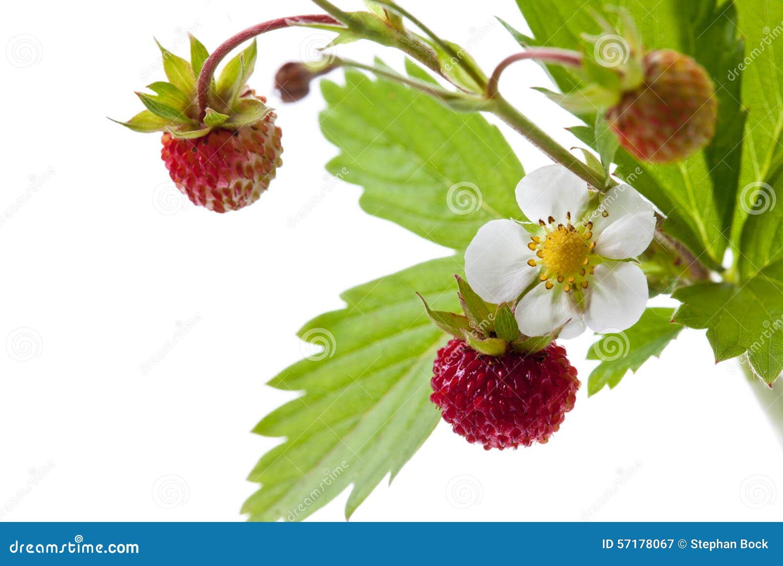 Fraisier, Fleur Et Feuilles Image stock - Image du rouge, sain: 57178067