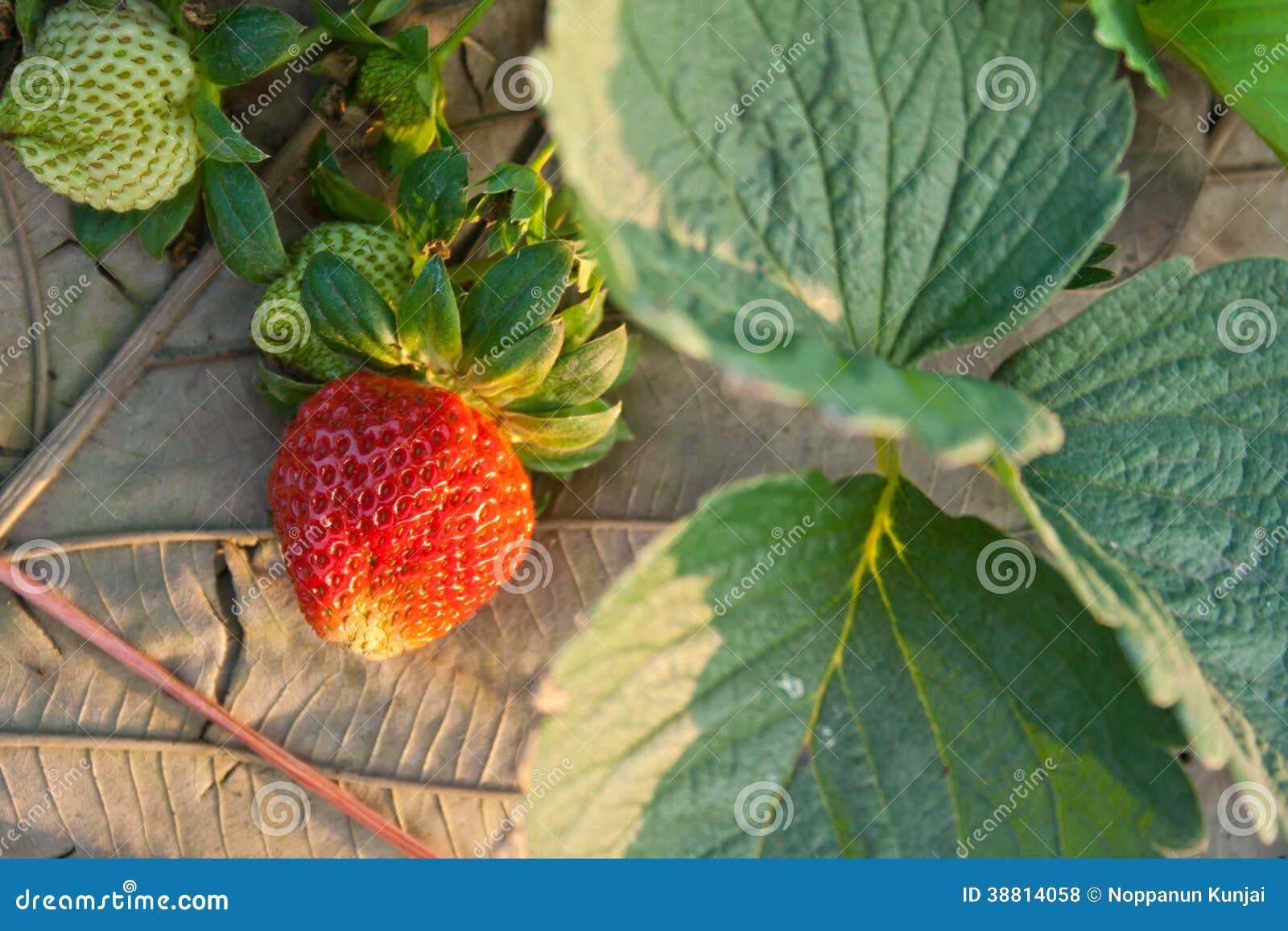 Fraisier rouge photo stock. Image du jeune, ferme, nord - 38814058