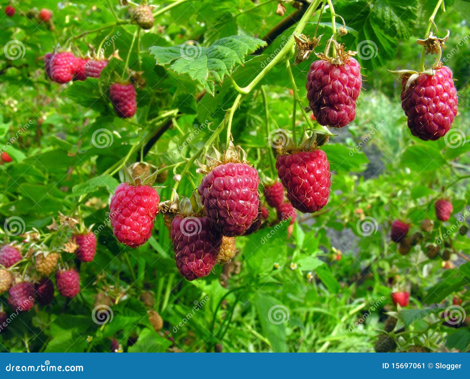 Framboesa madura imagem de stock. Imagem de fresco, detalhado - 15697061