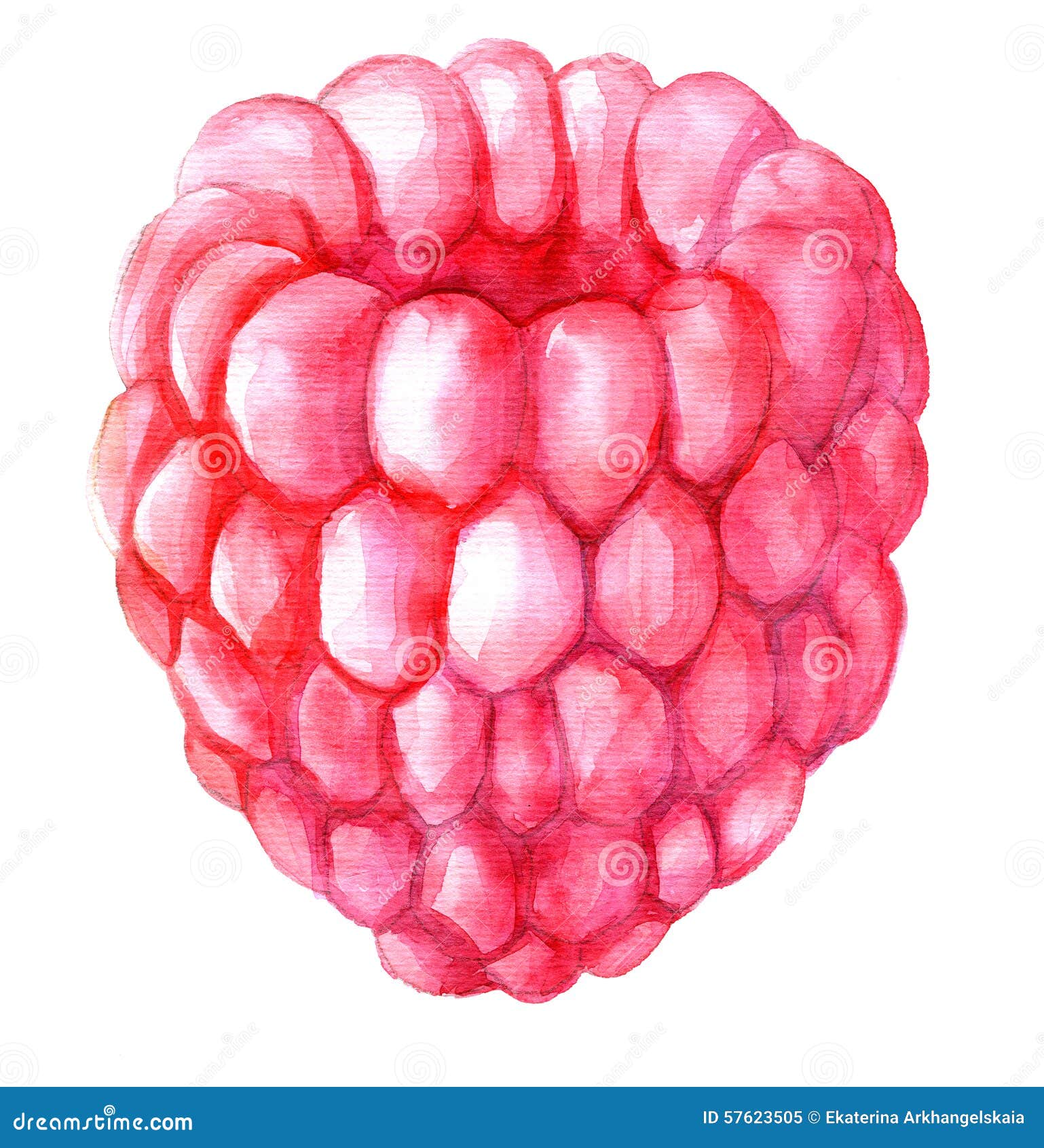 Framboise De Dessin D'aquarelle Illustration Stock - Illustration du ...