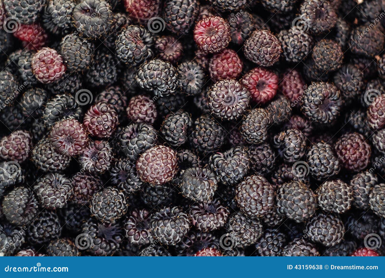 Framboise noire photo stock. Image du baie, normal, été - 43159638