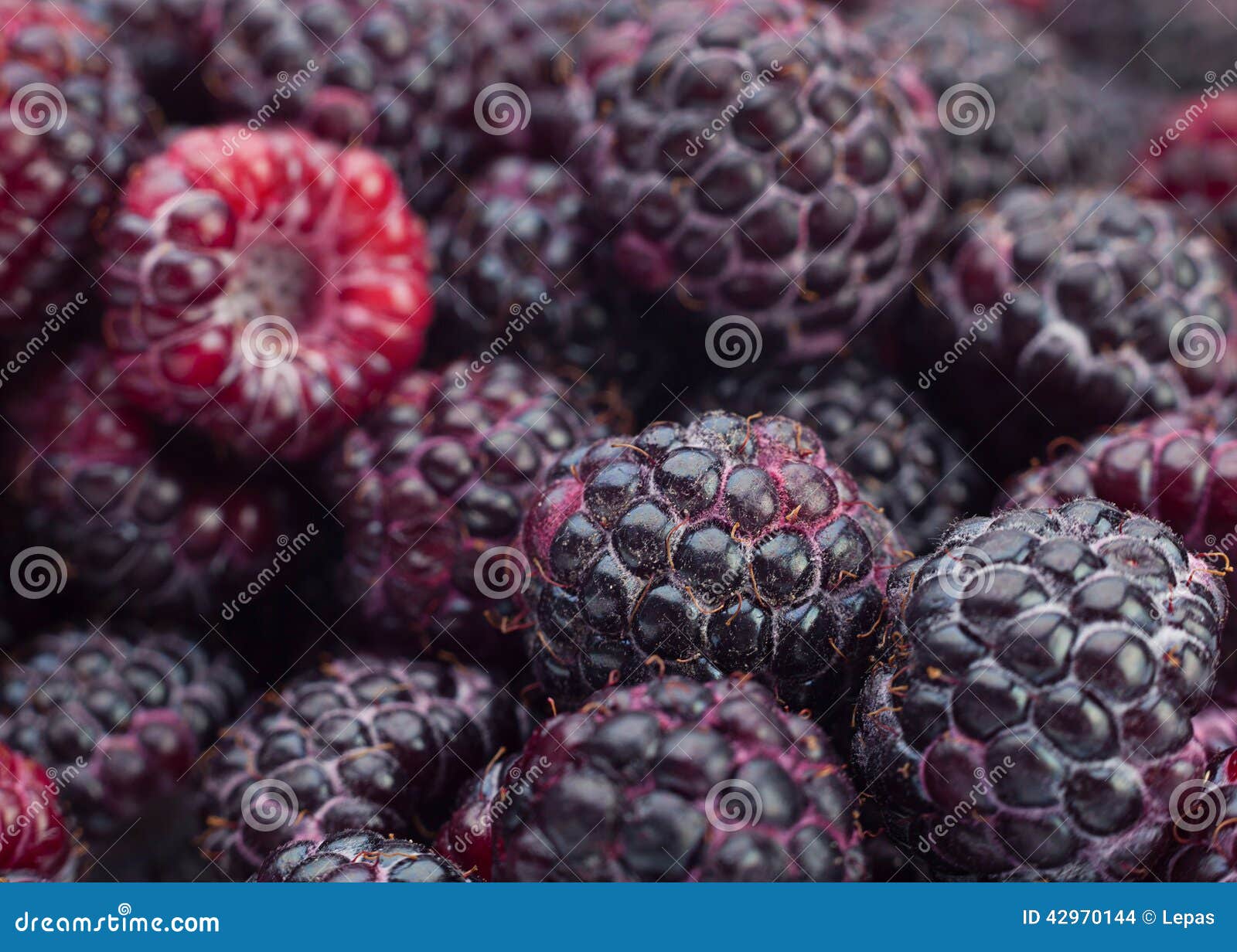 Framboise noire Cumberland photo stock. Image du frais - 42970144