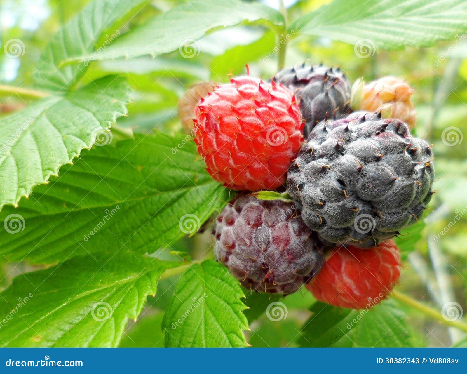 Framboise Noire (occidentalis De Rubus) Image stock - Image du était ...