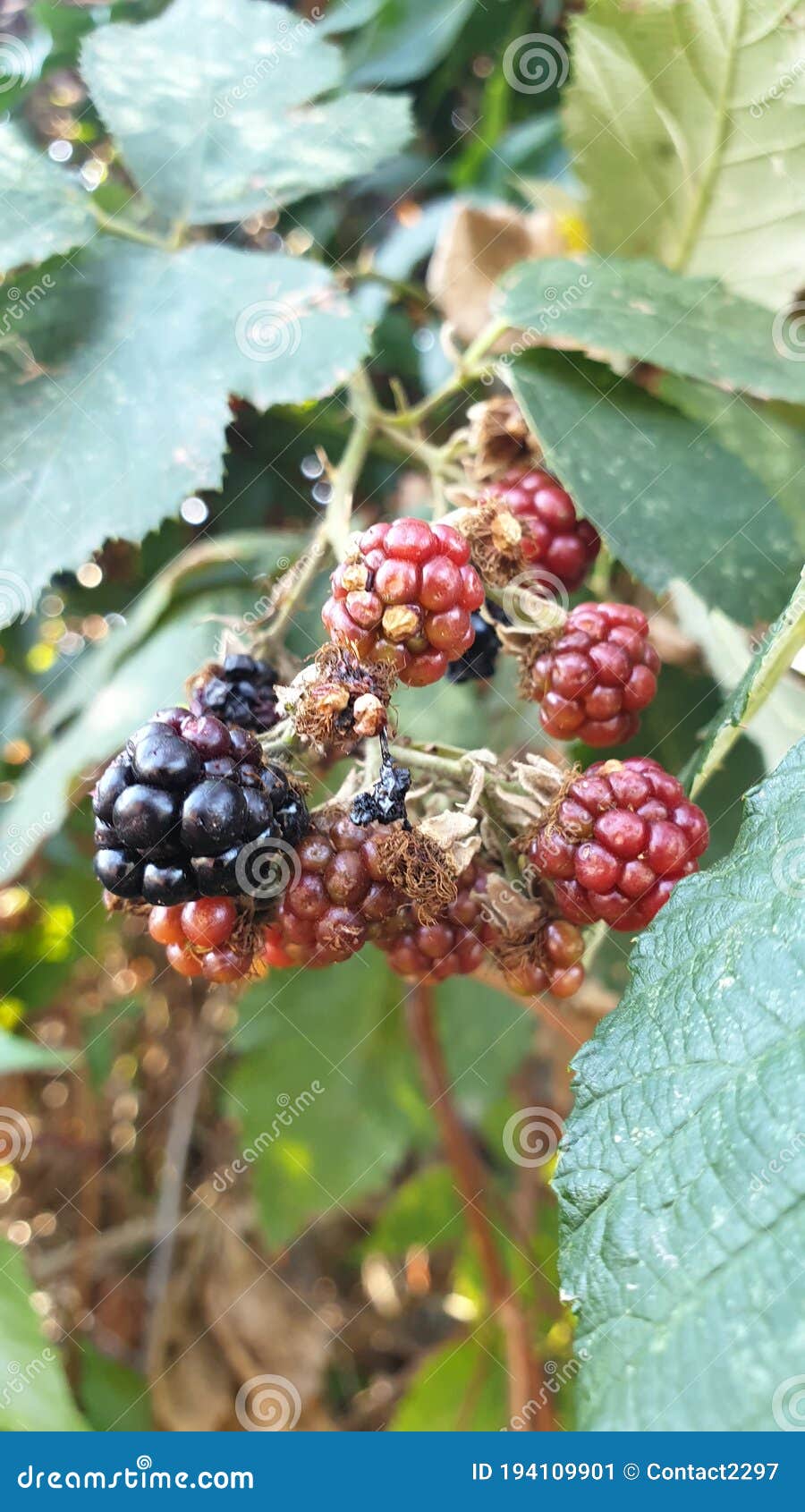 Framboise Sauvage Douce Et Aigre Dans Un Auguste Sec Image stock ...