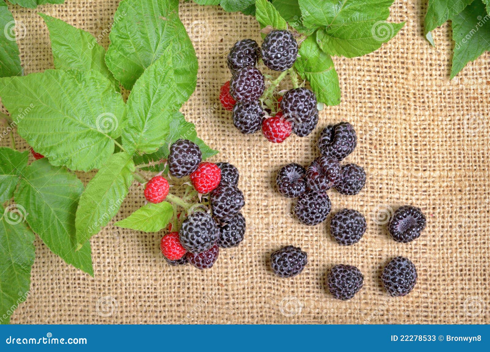 Framboises noires image stock. Image du vitamine, dessert - 22278533