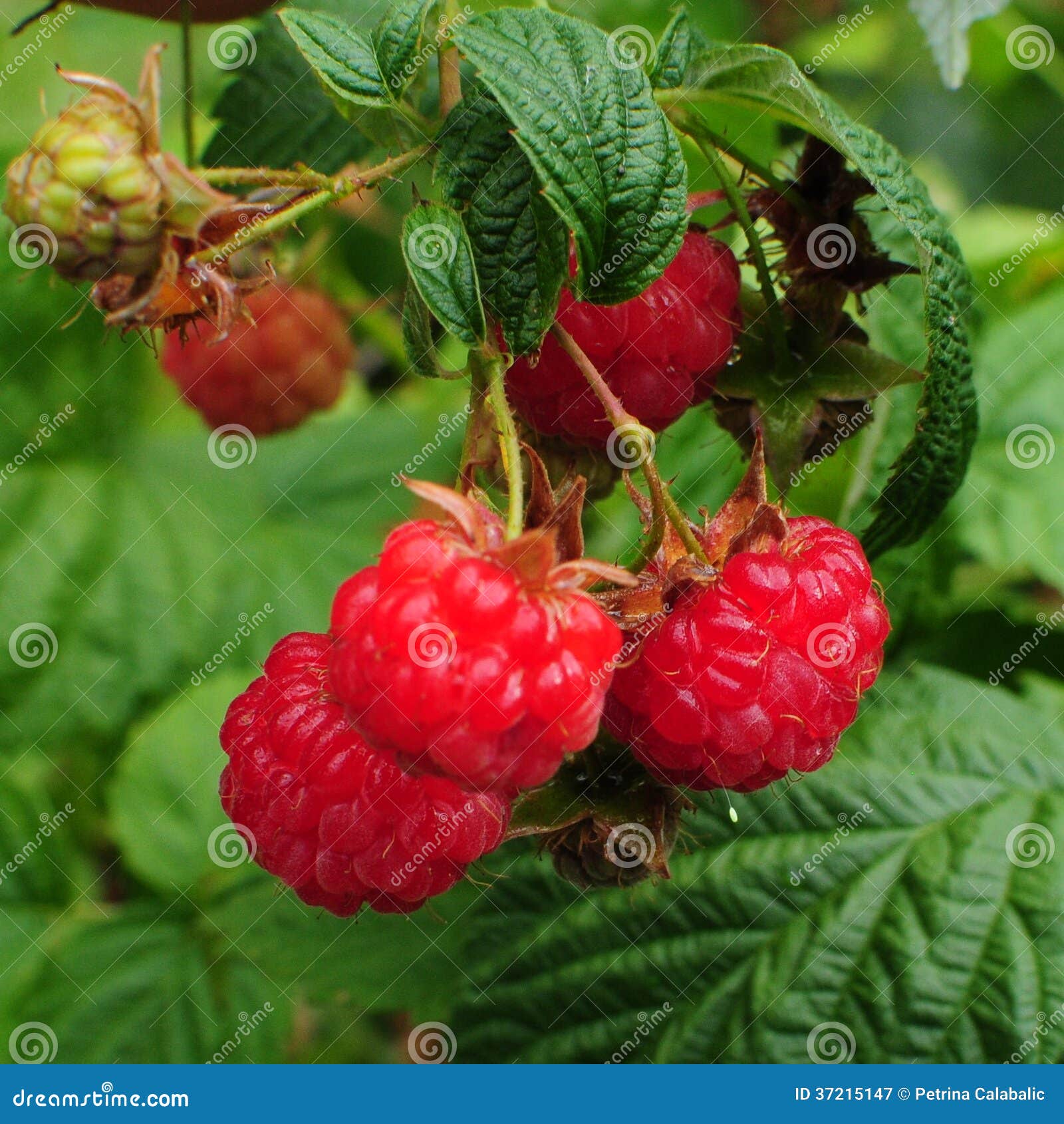 Framboises sauvages image stock. Image du vivacité, nature - 37215147