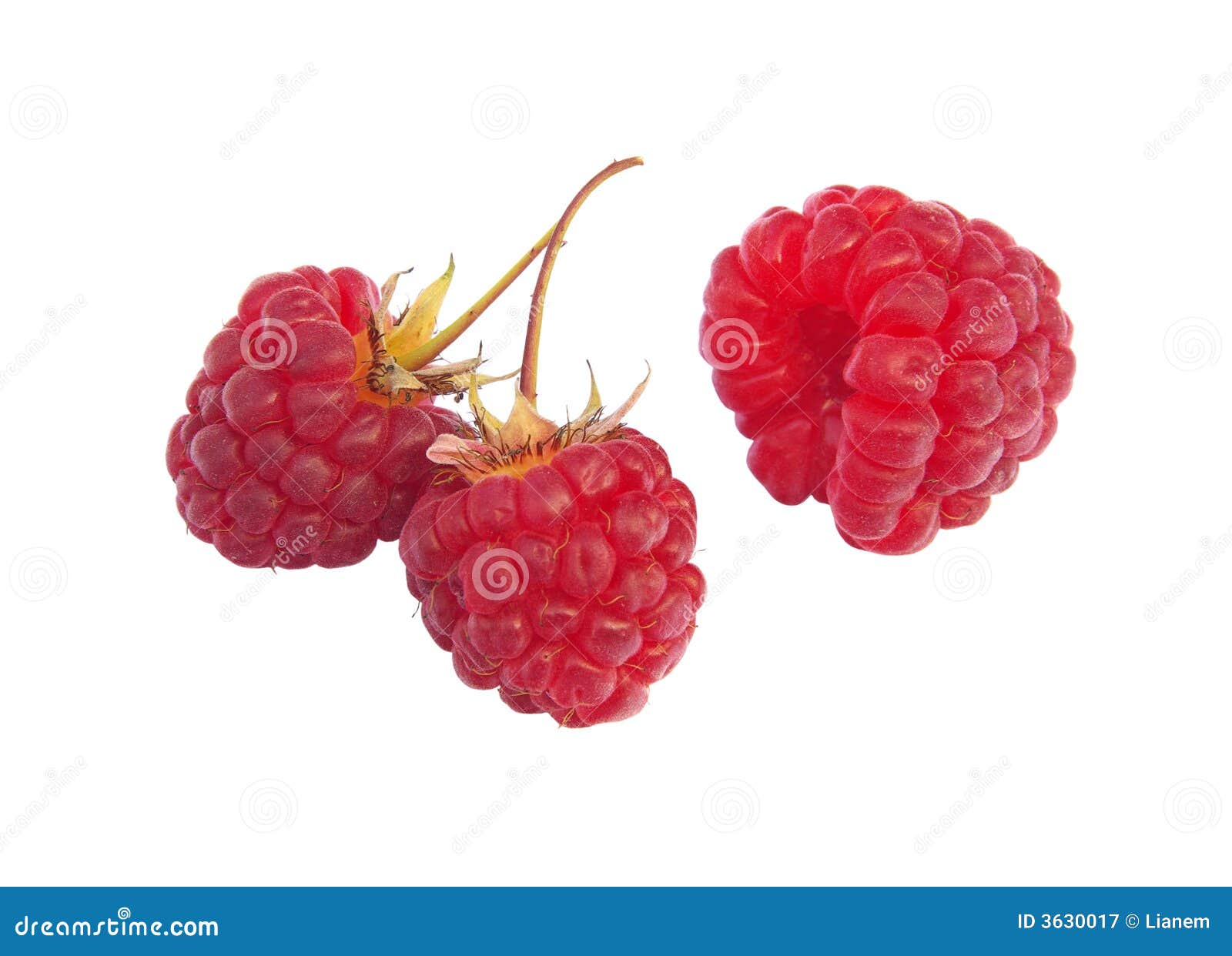 Framboos 13 stock afbeelding. Image of tuin, gastronomisch - 3630017