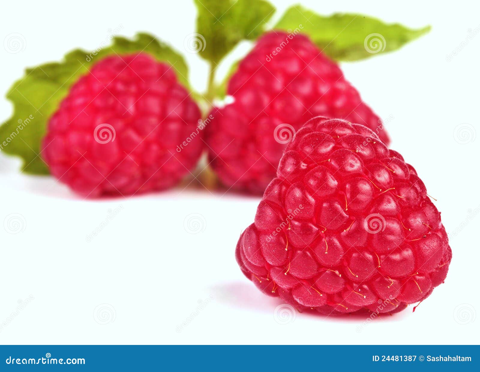 Framboos stock afbeelding. Image of oogst, kleurrijk - 24481387