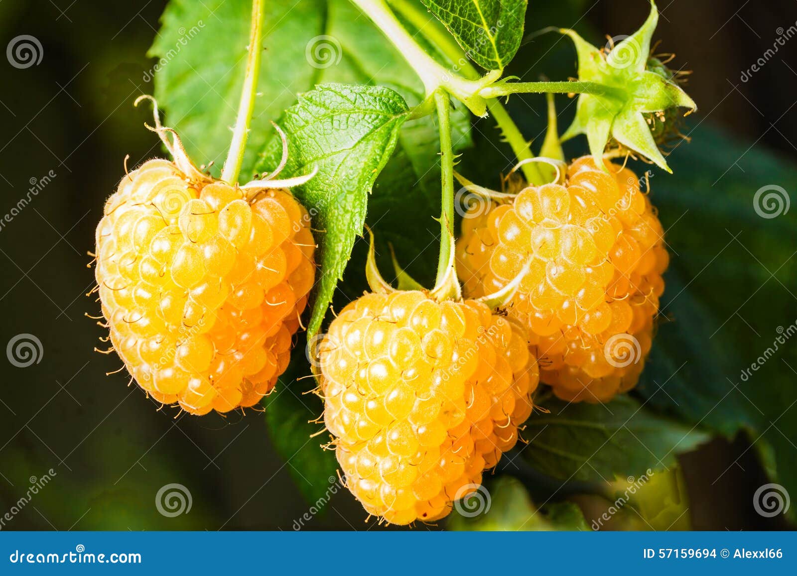 Framboos stock foto. Image of groen, achtergrond, stam - 57159694