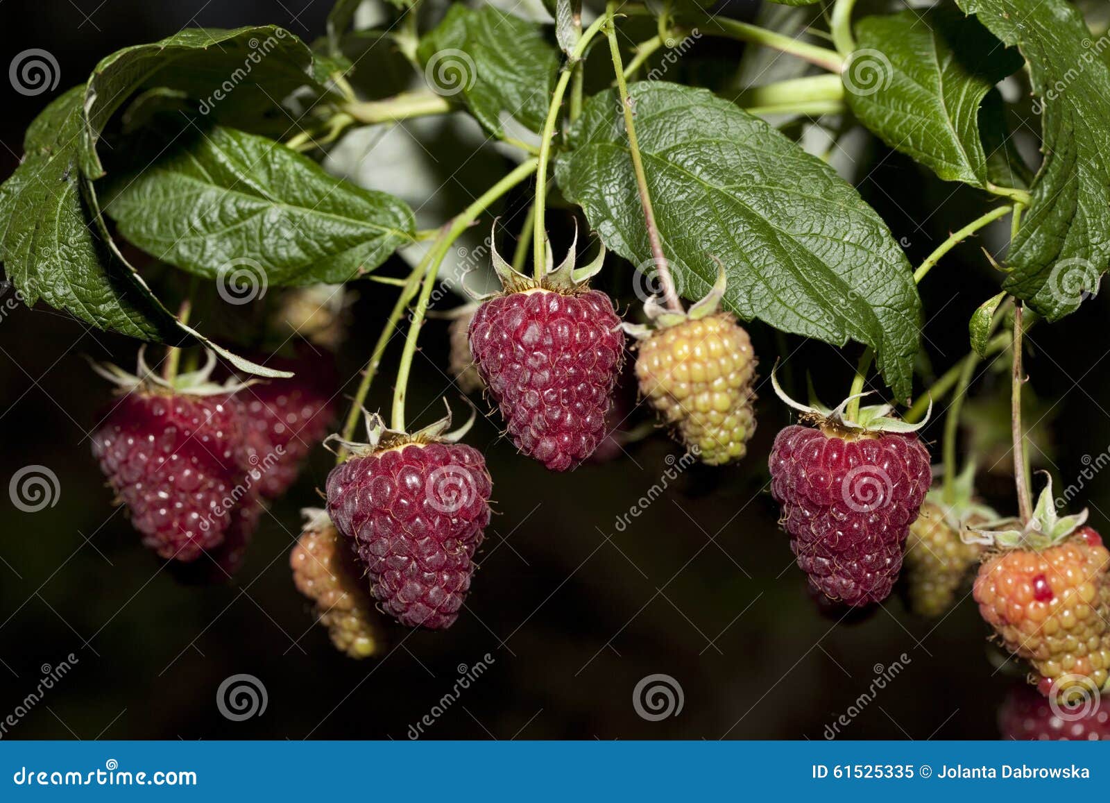 Framboos stock afbeelding. Image of cultuur, sluit, vrucht - 61525335