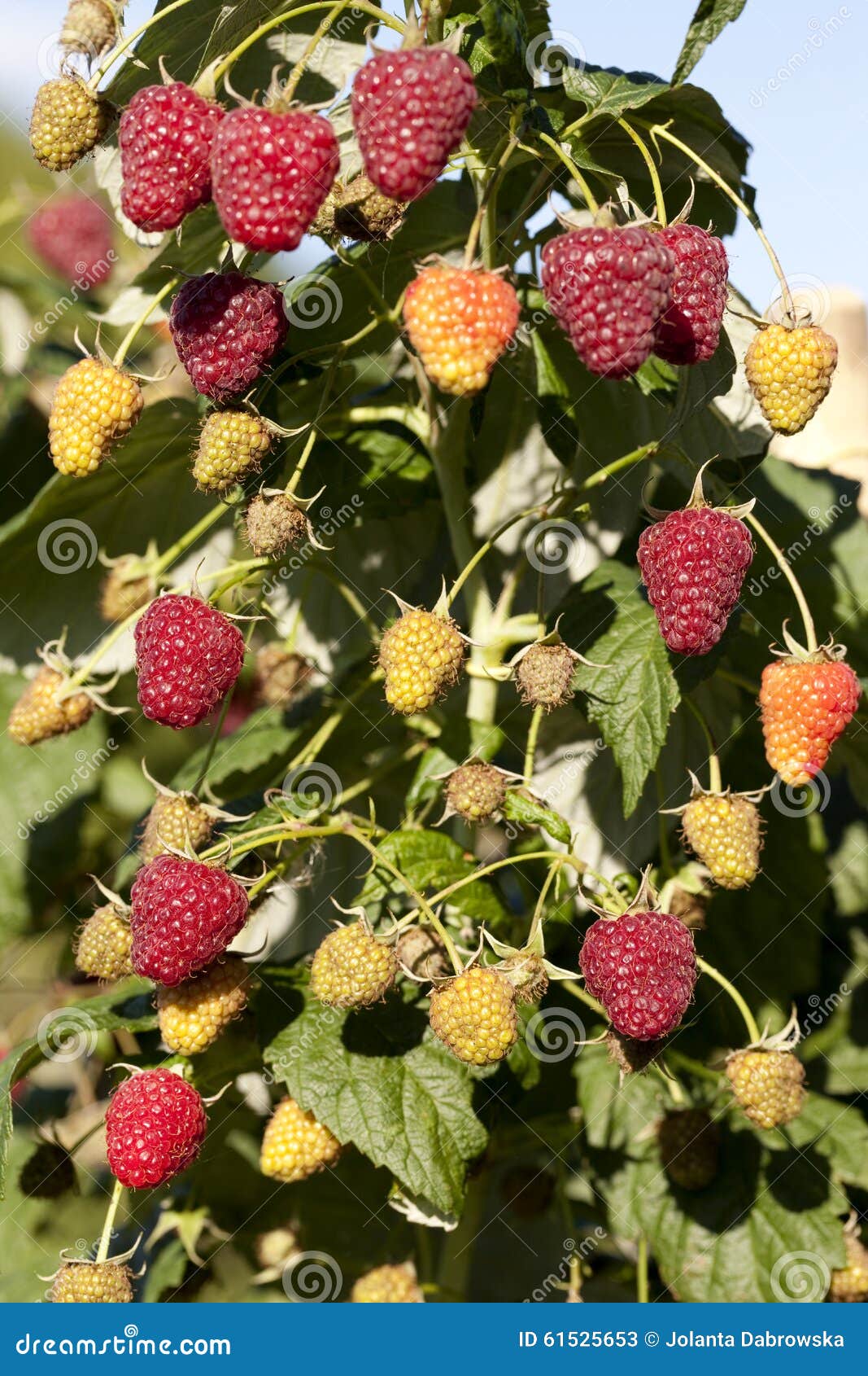 Framboos stock afbeelding. Image of cultuur, rood, struik - 61525653