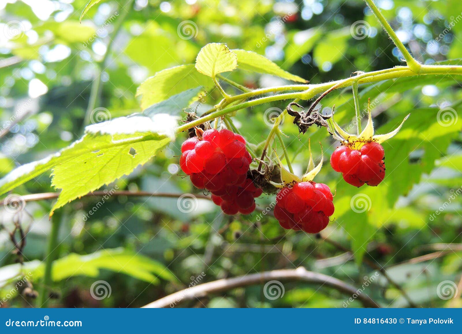 Framboos in het bos stock foto. Image of struik, ingrediënt - 84816430