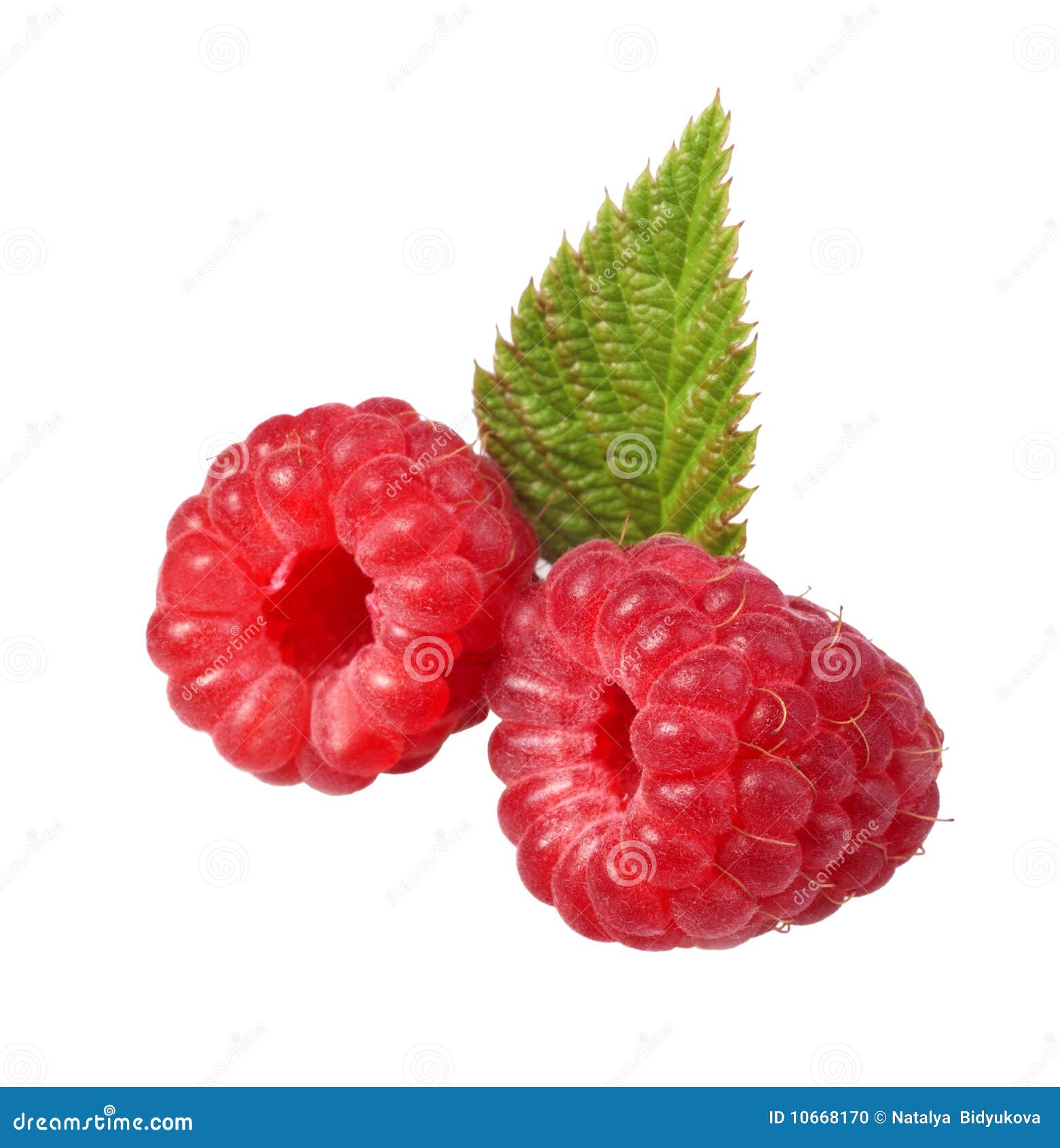 Frambozen stock foto. Image of kleur, frambozen, plantkunde - 10668170