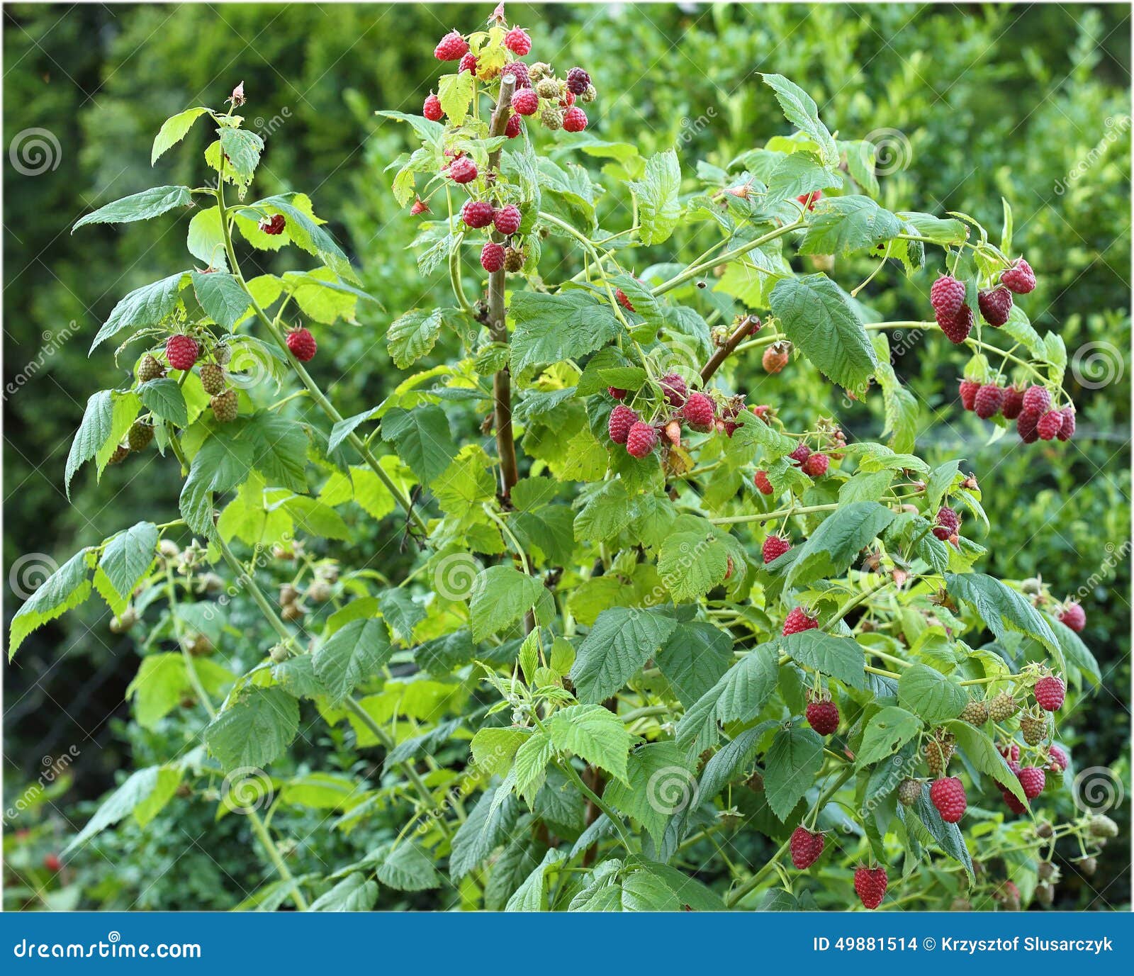Frambozen stock foto. Image of aanplanting, zoet, voedsel - 49881514