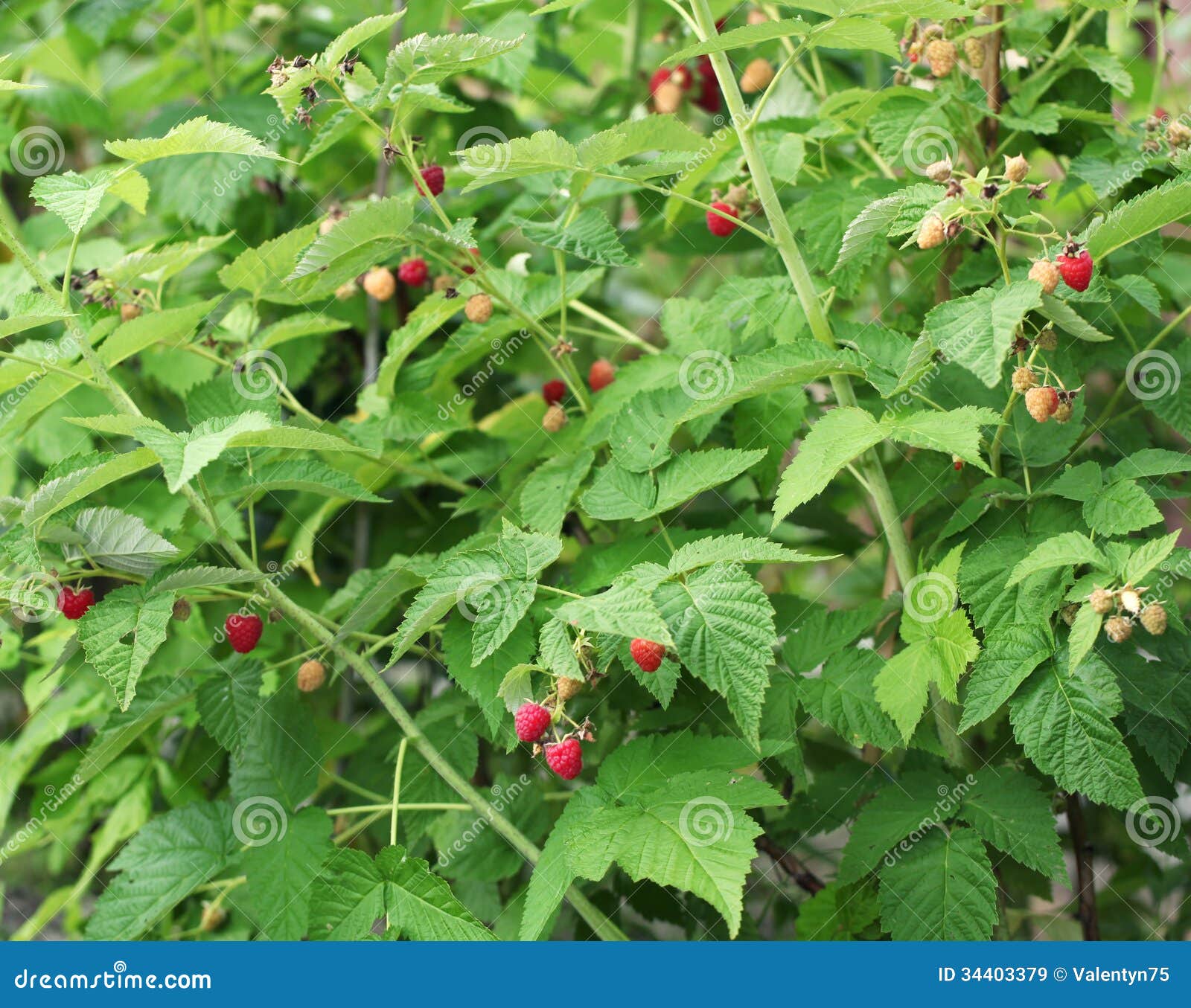 Frambozen op een struik. stock afbeelding. Image of gezondheid - 34403379