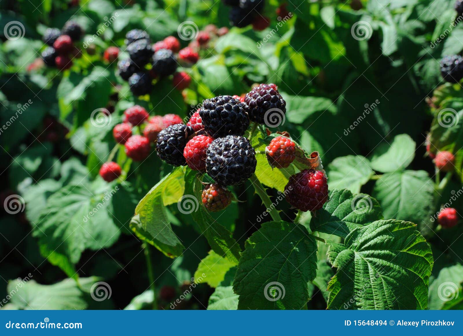 Frambuesa negra foto de archivo. Imagen de fruta, nuevo - 15648494