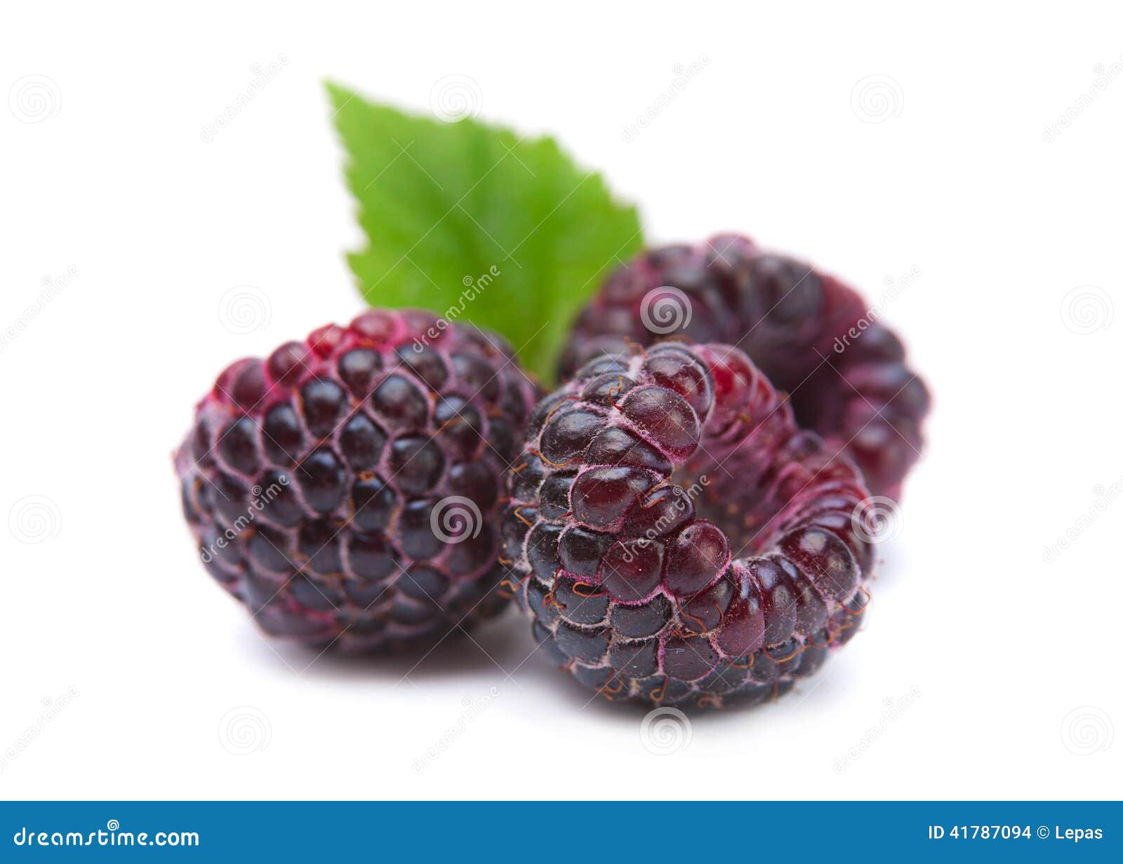 Frambuesa Negra El Cumberland Foto de archivo - Imagen de frambuesas ...