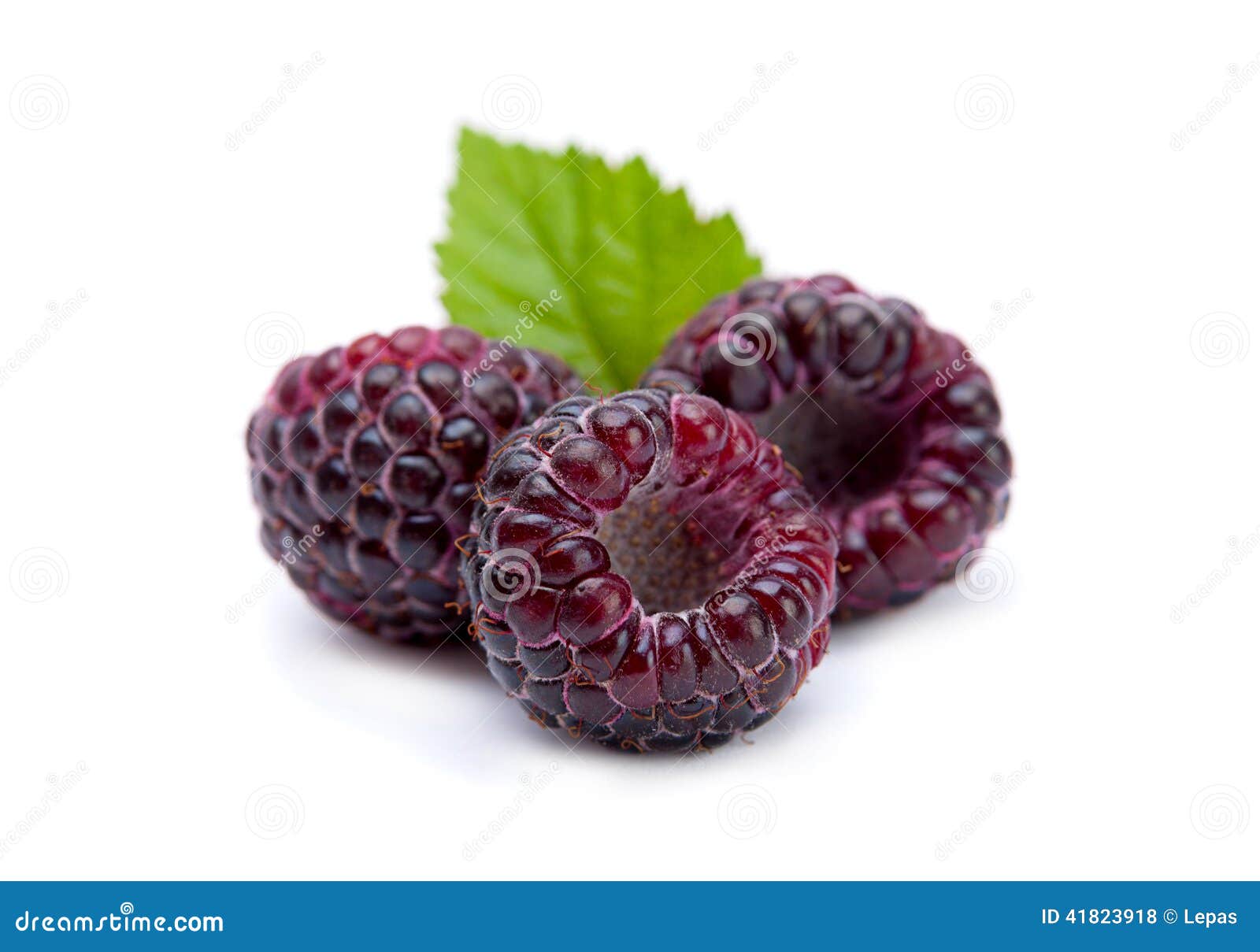 Frambuesa Negra El Cumberland Foto de archivo - Imagen de travieso ...