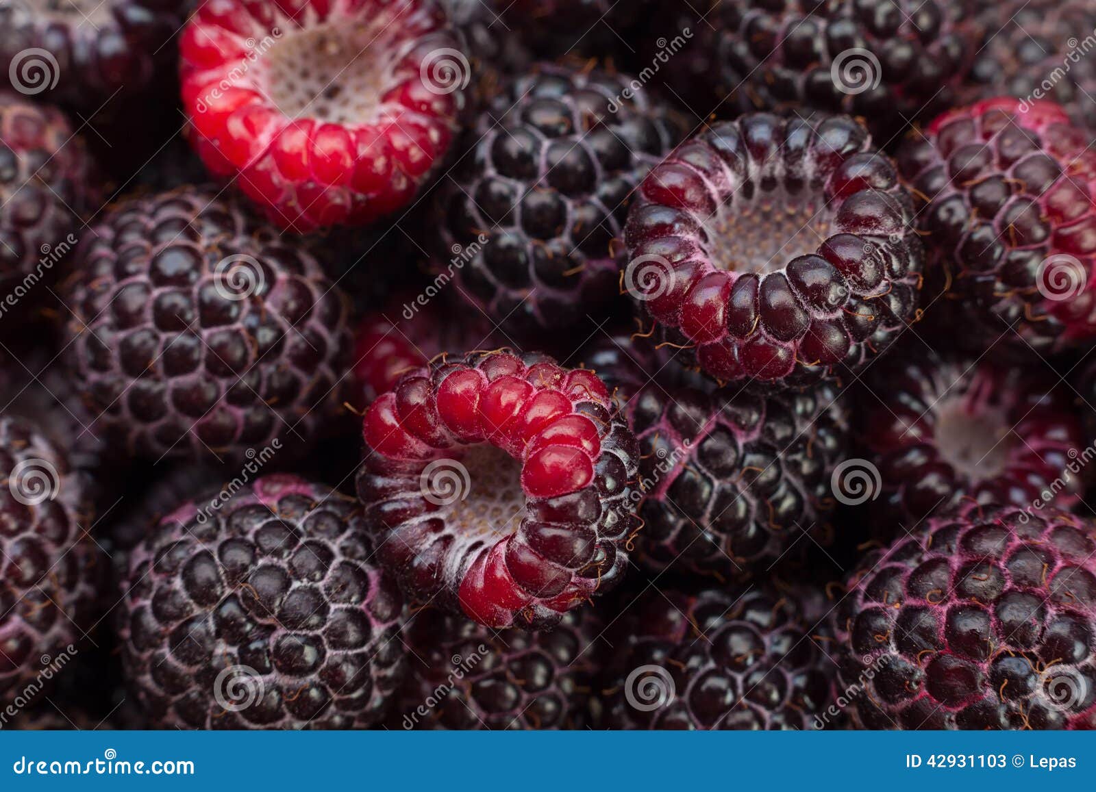 Frambuesa Negra El Cumberland Imagen de archivo - Imagen de rojo, fruta ...